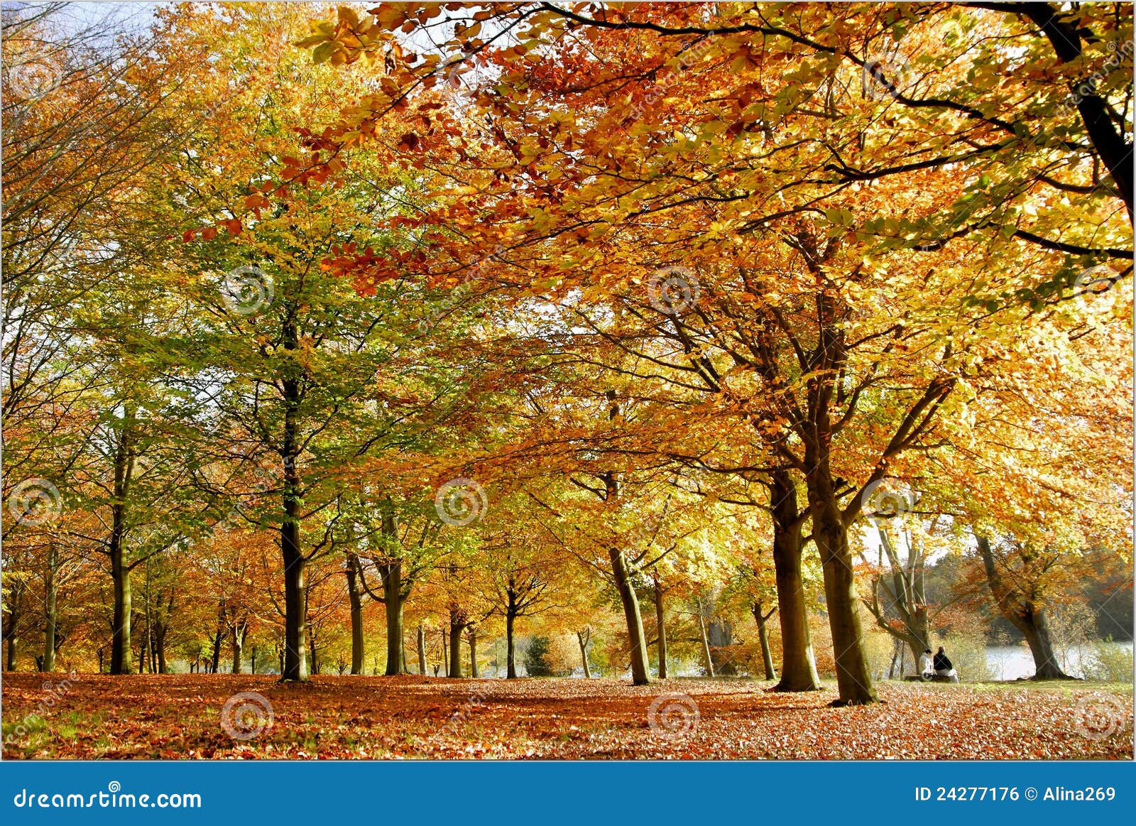 Autumn Woods stock photo. Image of woods, color, path - 24277176