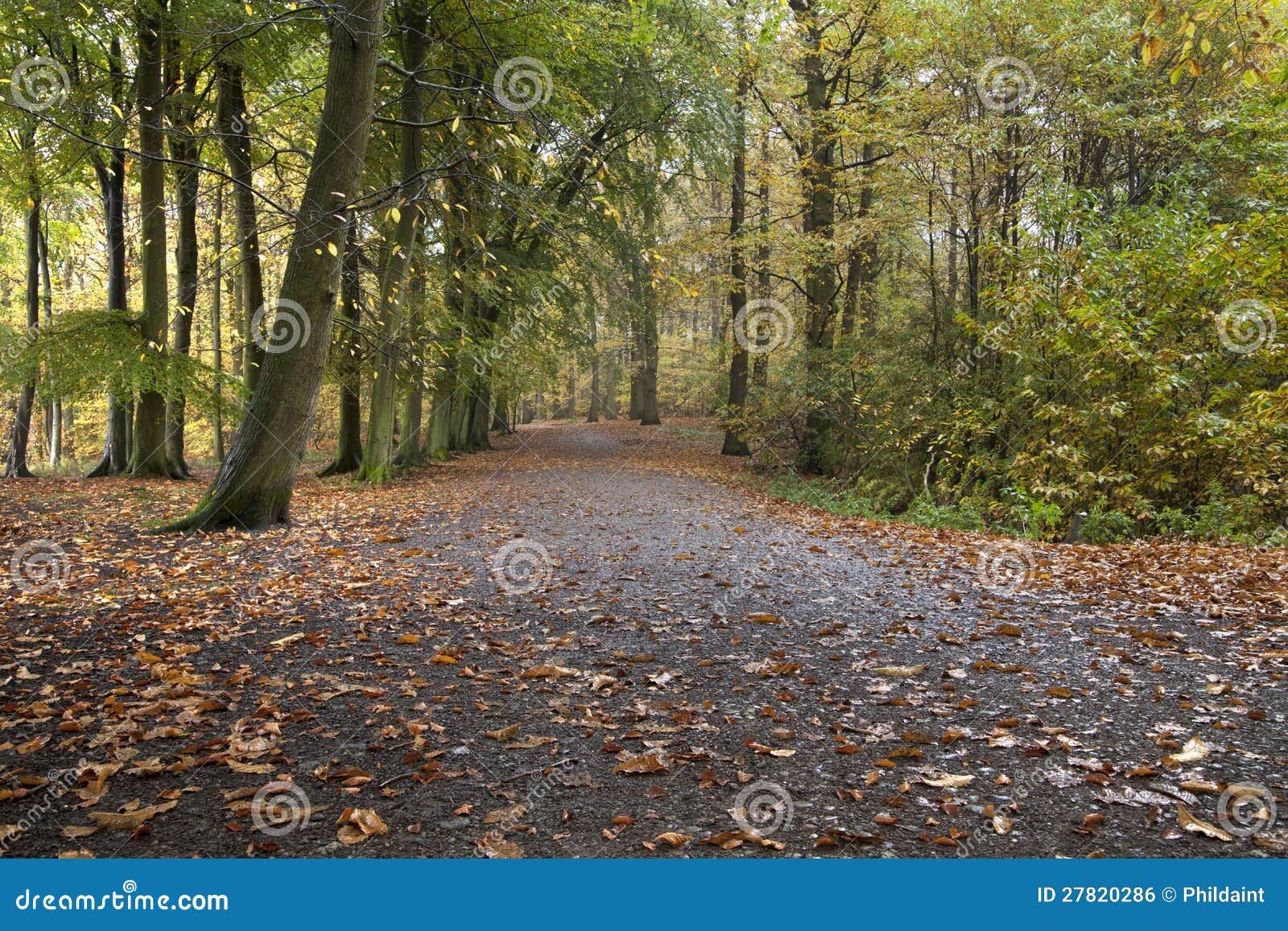 Autumn woods stock photo. Image of path, relax, tree - 27820286