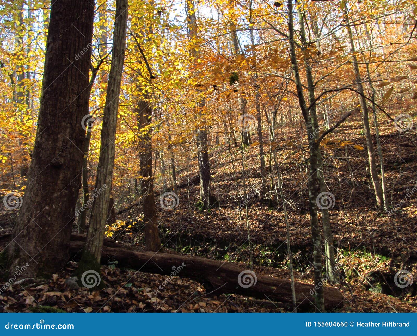 Autumn in the Woods5 stock photo. Image of hill, tennessee - 155604660