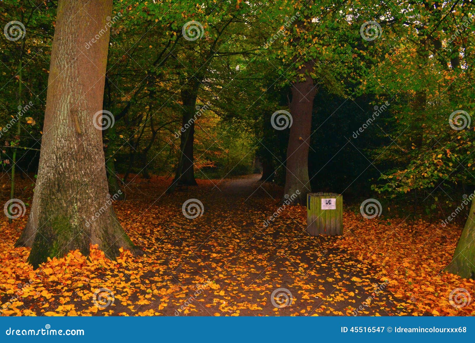 Autumn Woods in Highgate Forest London Highgate Uk Stock Image - Image ...