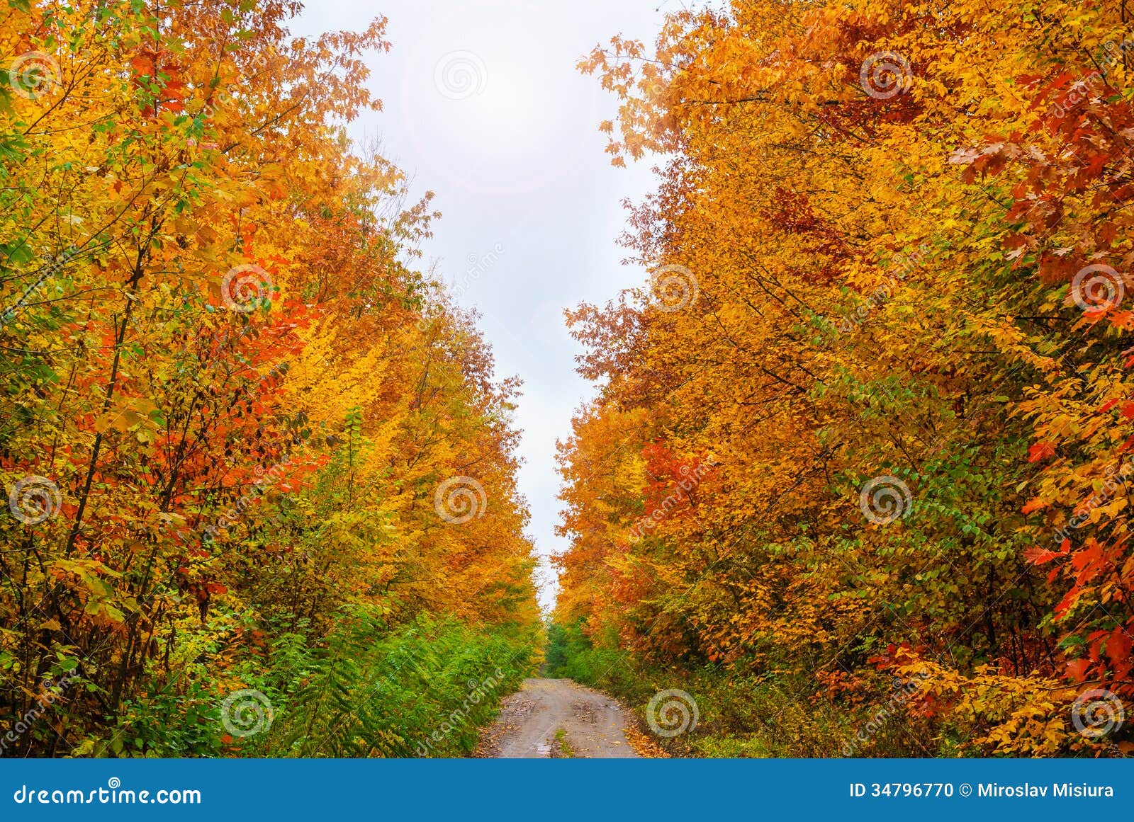 Autumn in the woods stock photo. Image of forest, color - 34796770