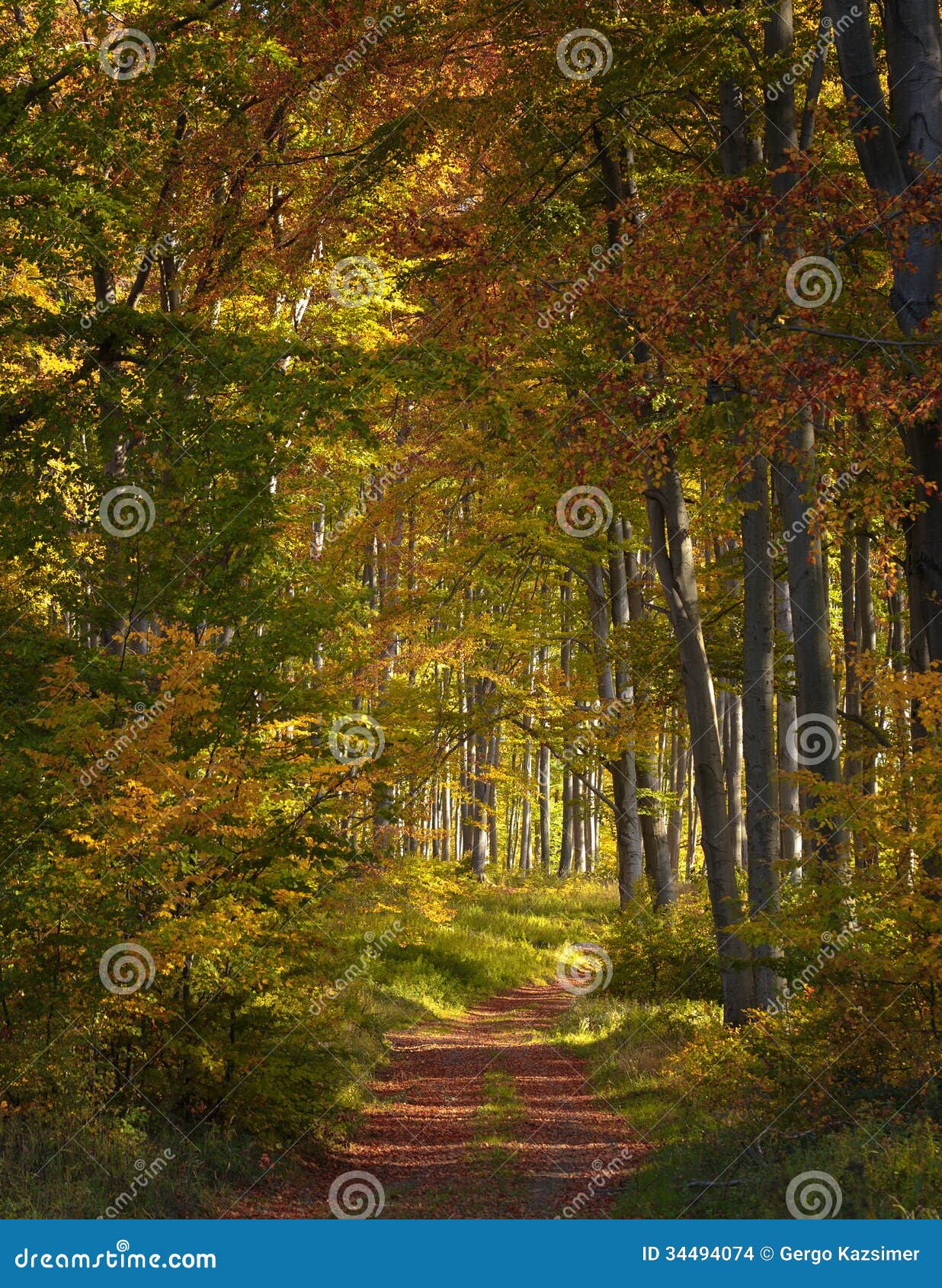 Autumn in the Woods stock photo. Image of natural, colours - 34494074