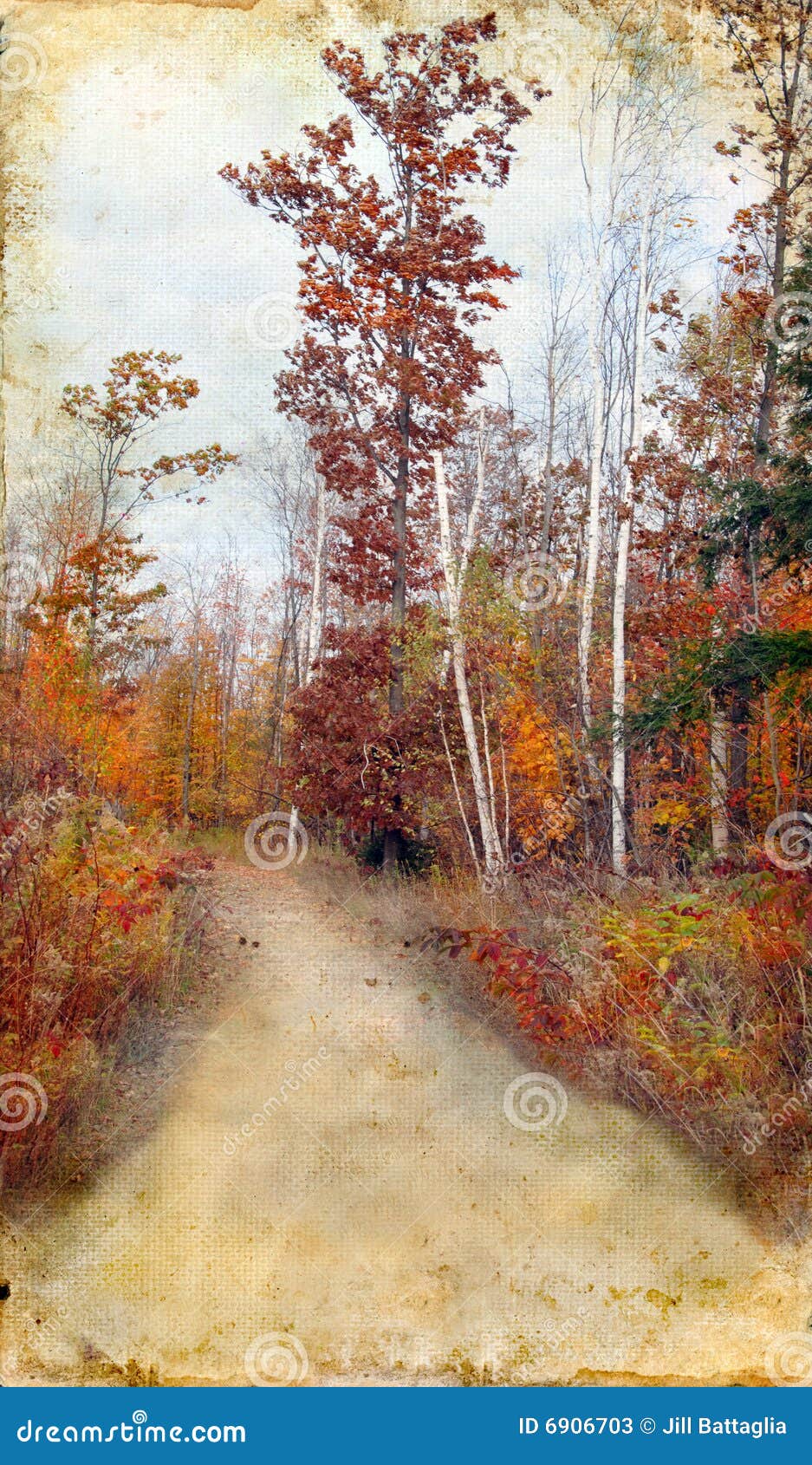 Autumn Woods Trail on Grunge Background Stock Image - Image of birch ...