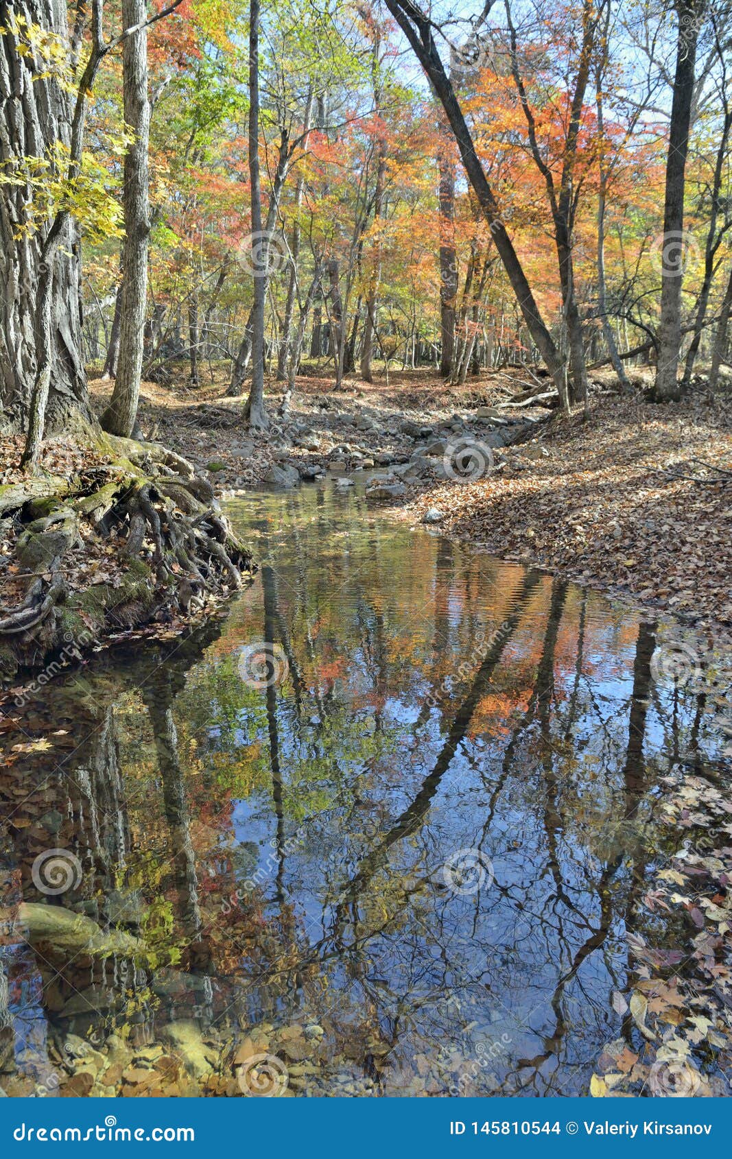 Fall Woodsy Background Stock Photos - Download 111 Royalty Free Photos