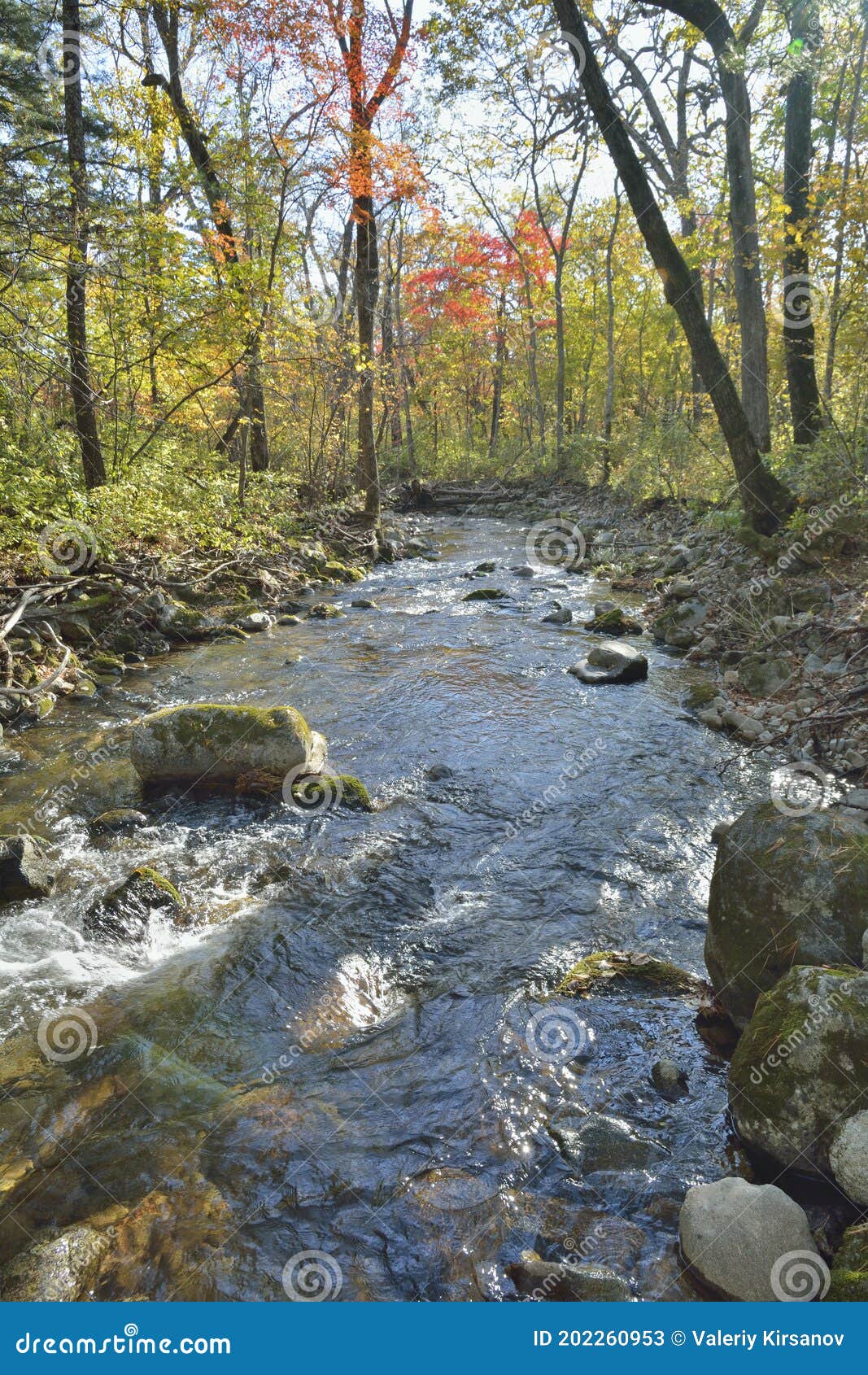 Autumn woodsy river 4 stock image. Image of fall, flowing - 202260953