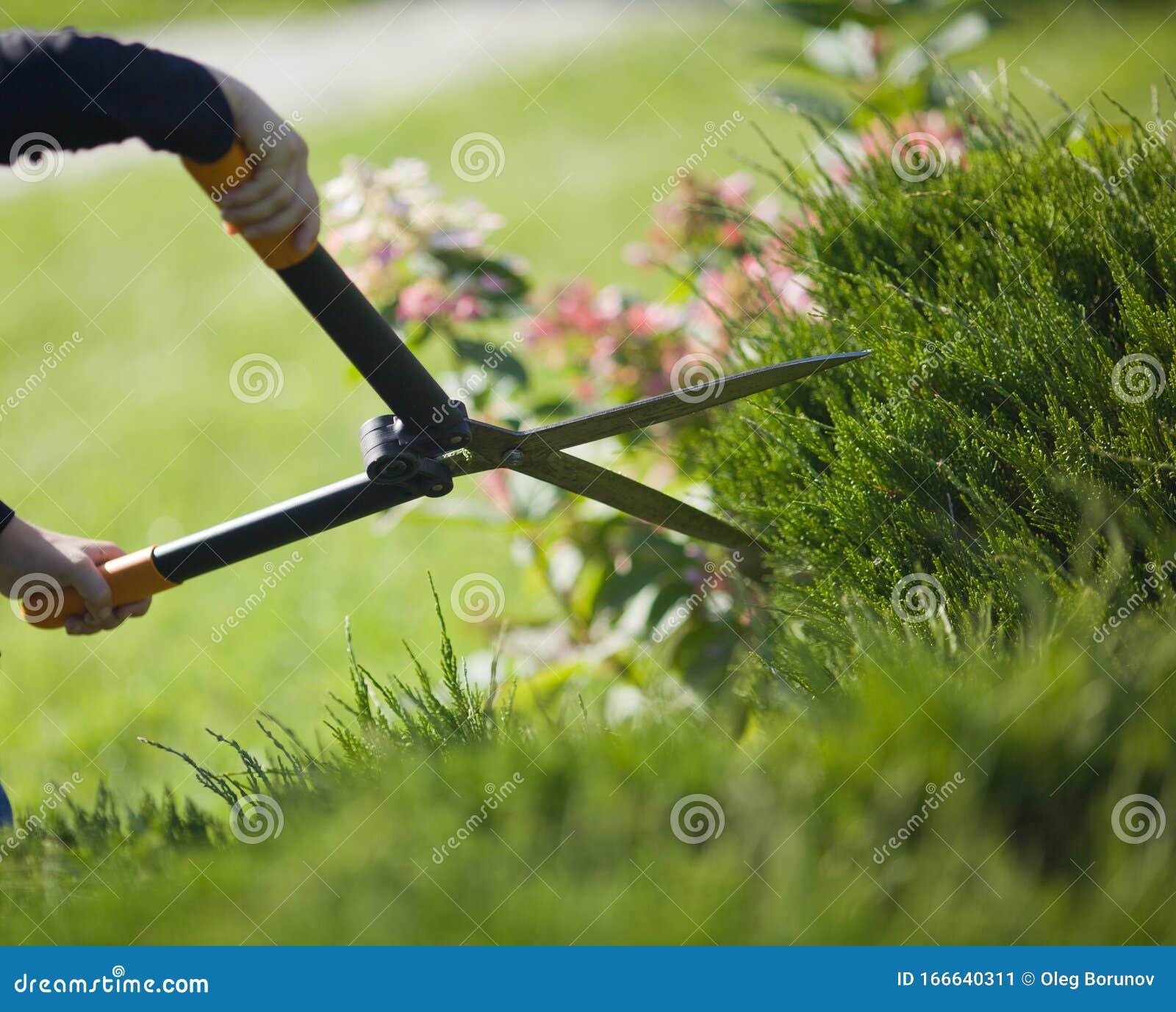 Autumn Work in the Garden. Shearing of the Juniper with Shears. Soft ...