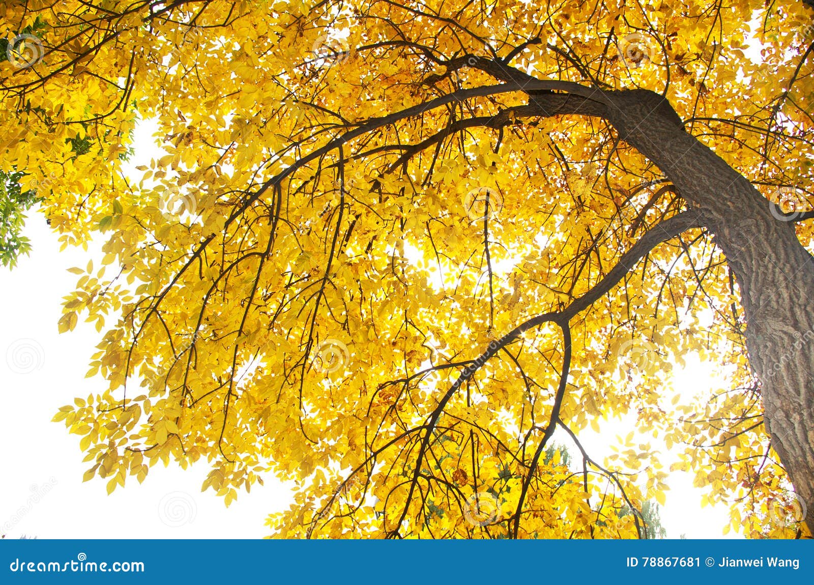 Autumn Yellow Ash Tree Leaves Stock Image - Image of beautiful, autumn ...