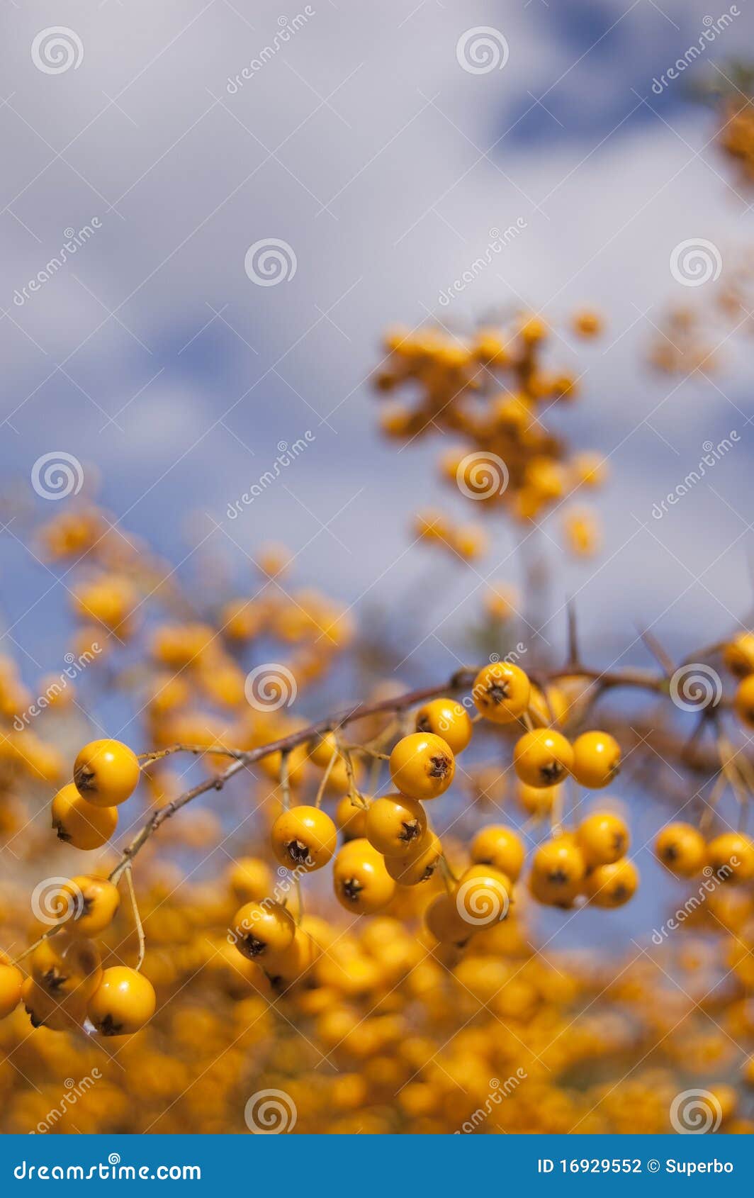 Autumn yellow berries stock photo. Image of fall, gold - 16929552