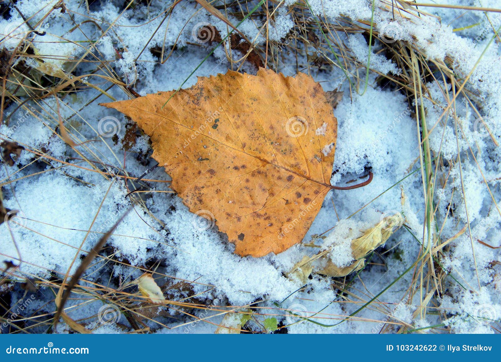 Autumn Leaf on the First Snow Stock Photo - Image of birch, snow: 103242622