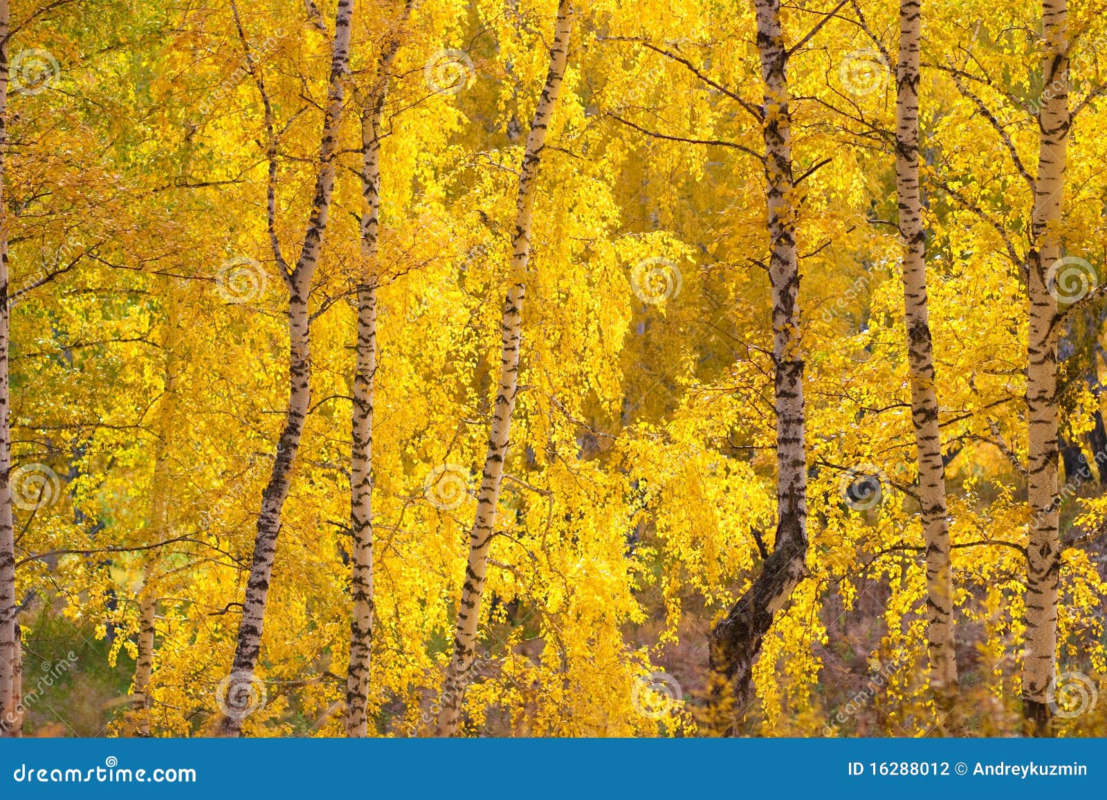 Autumn Yellow Birches Forest Stock Photo - Image of autumnal, park ...