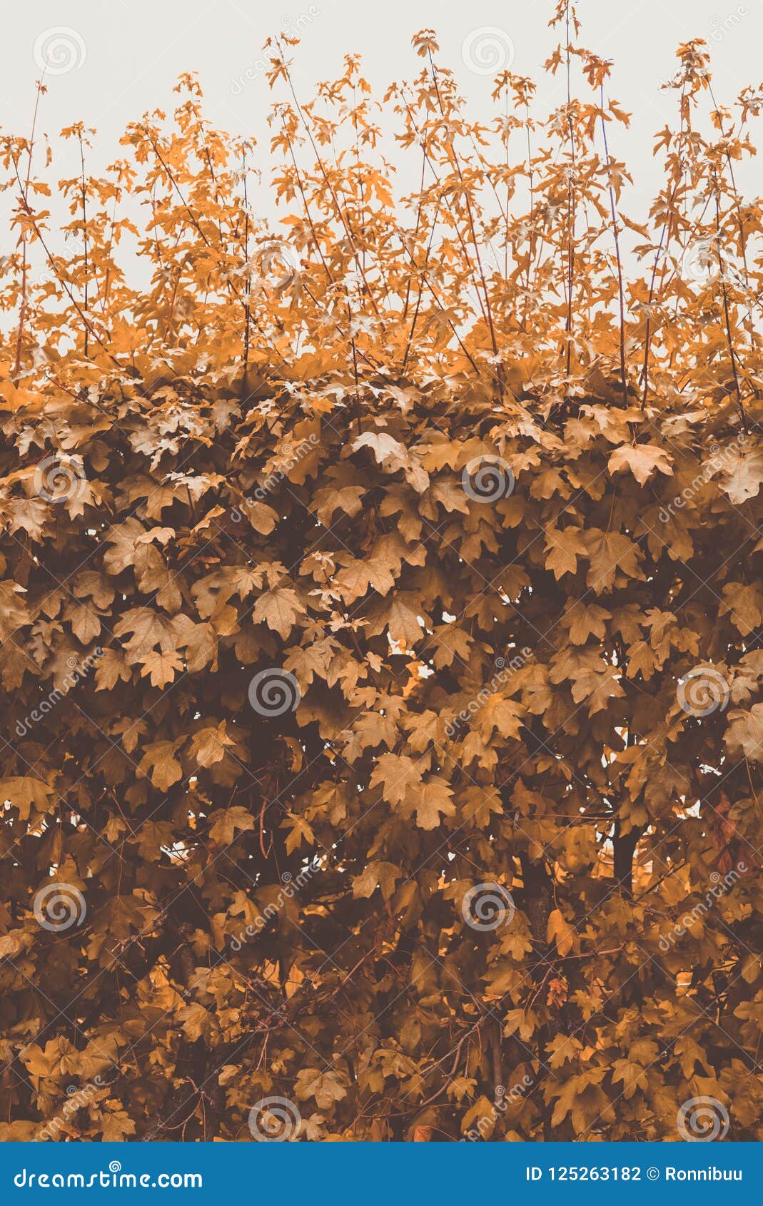 Autumn Yellow Bush on Background of Sky Stock Photo - Image of natural ...