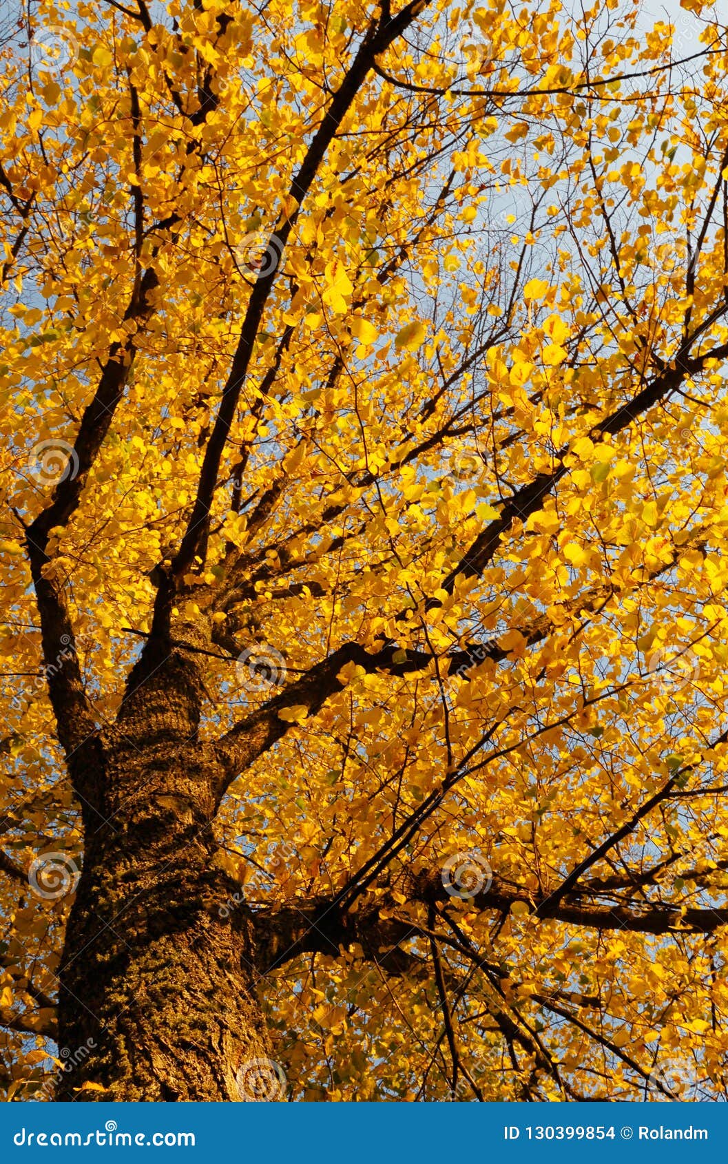 Autumn stock photo. Image of trunk, autumn, foliage - 130399854