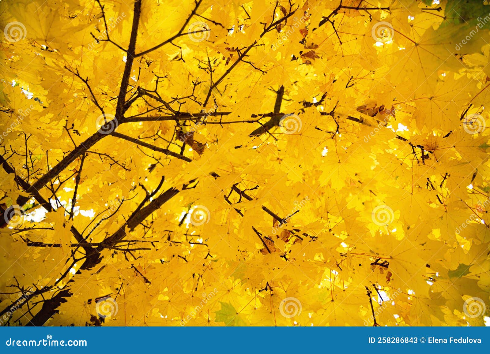 Autumn Yellow Color Tree, Orange Foliage in Fall Forest. Stock Image ...