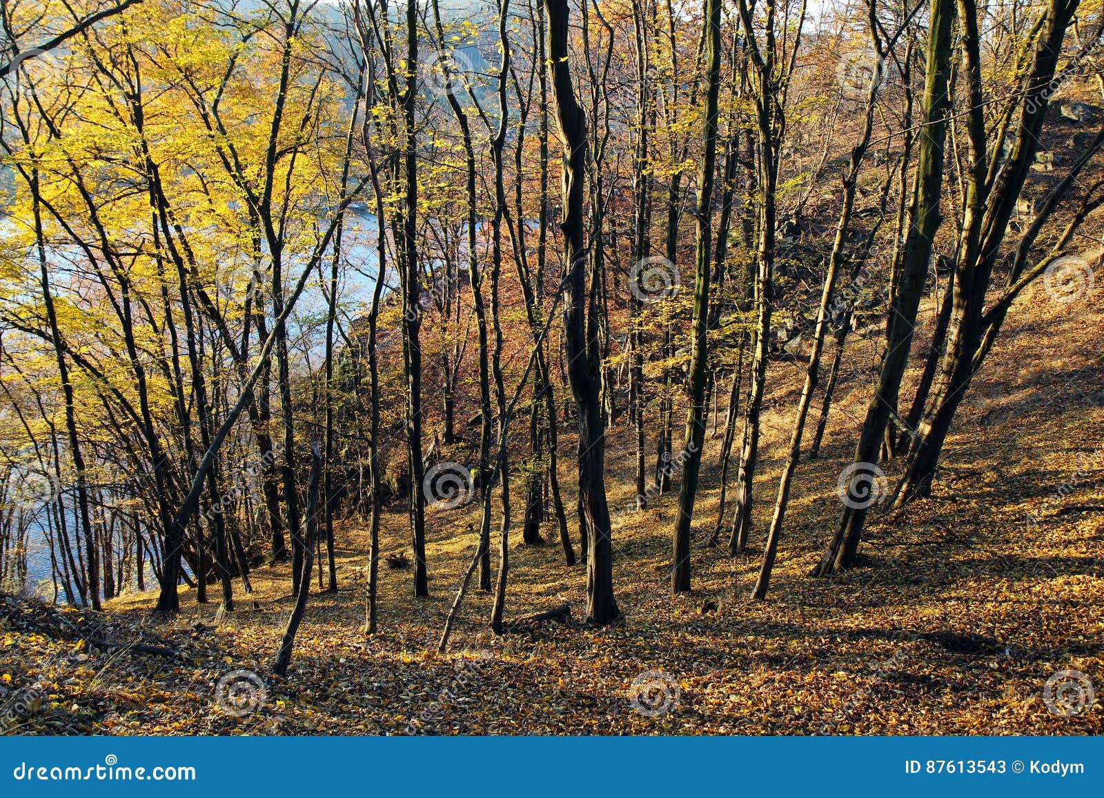 Autumn in Yellow Deciduous Forest Stock Image - Image of hill, sunrise ...