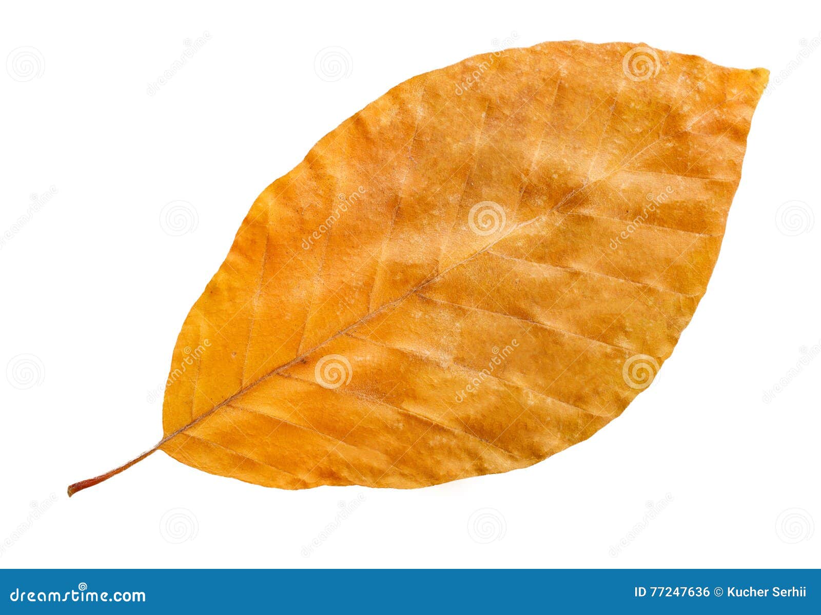 Autumn Yellow Fall Leaf Isolated on White, Way in Path Stock Photo ...