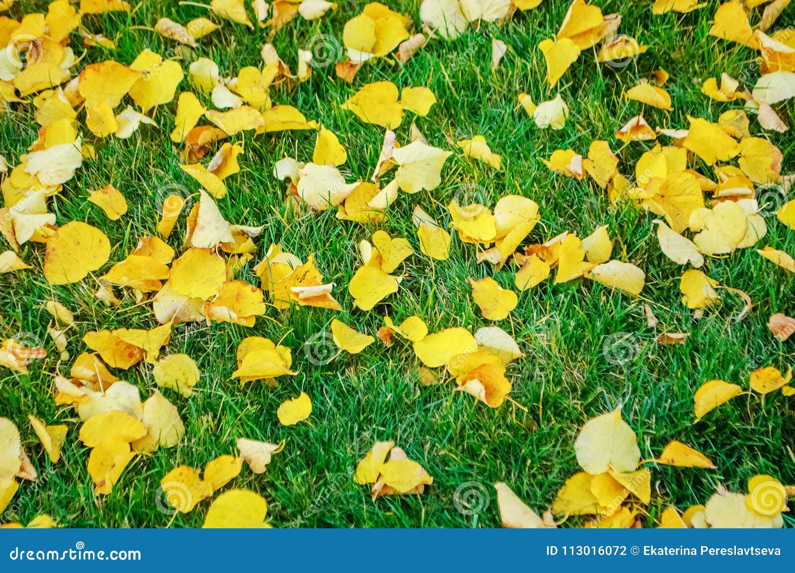 Autumn Yellow Fallen Leaves on Green Grass. Stock Photo - Image of ... Autumn Yellow Fallen Leaves on Green Grass. Stock Photo - Image of ...