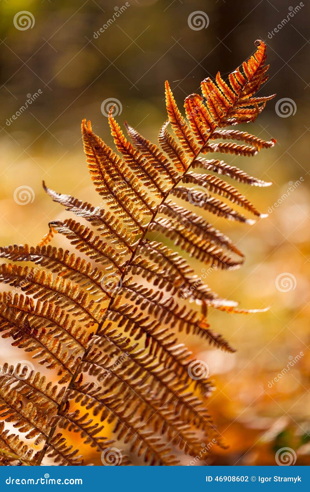 Autumn yellow fern stock photo. Image of organization - 46908602