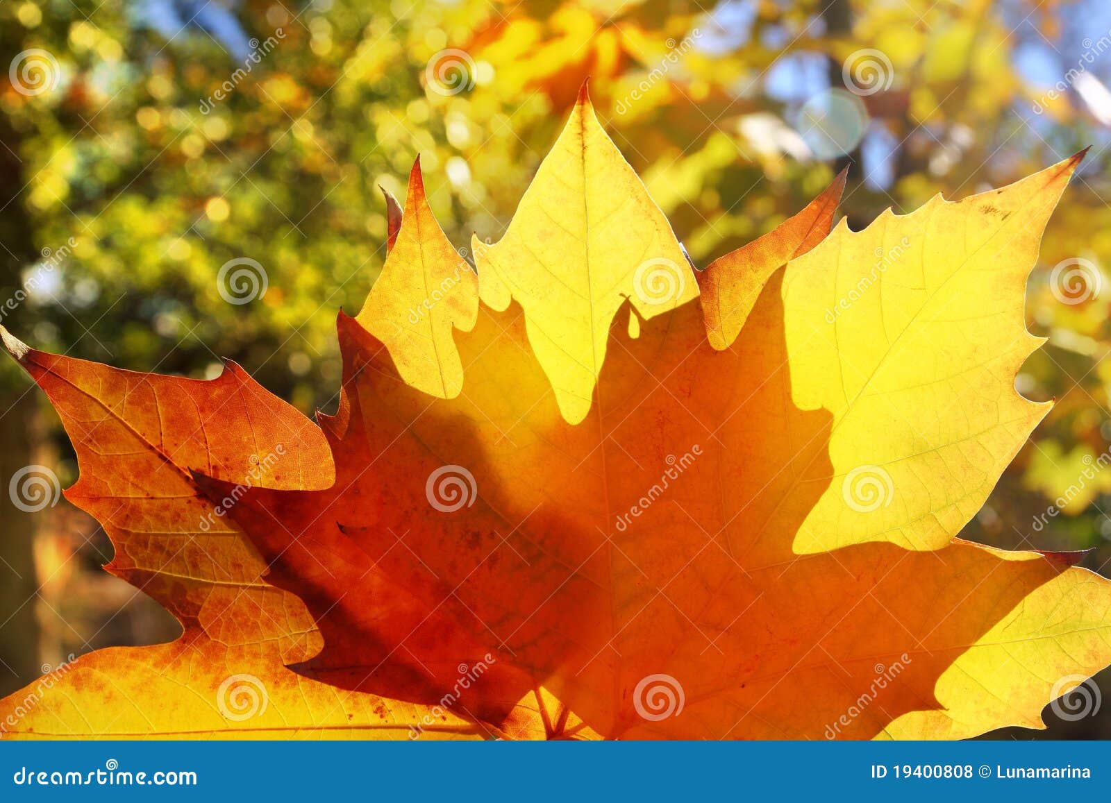 Autumn Yellow Golden Leaf Macro Stock Photo - Image of colorful, jungle ...