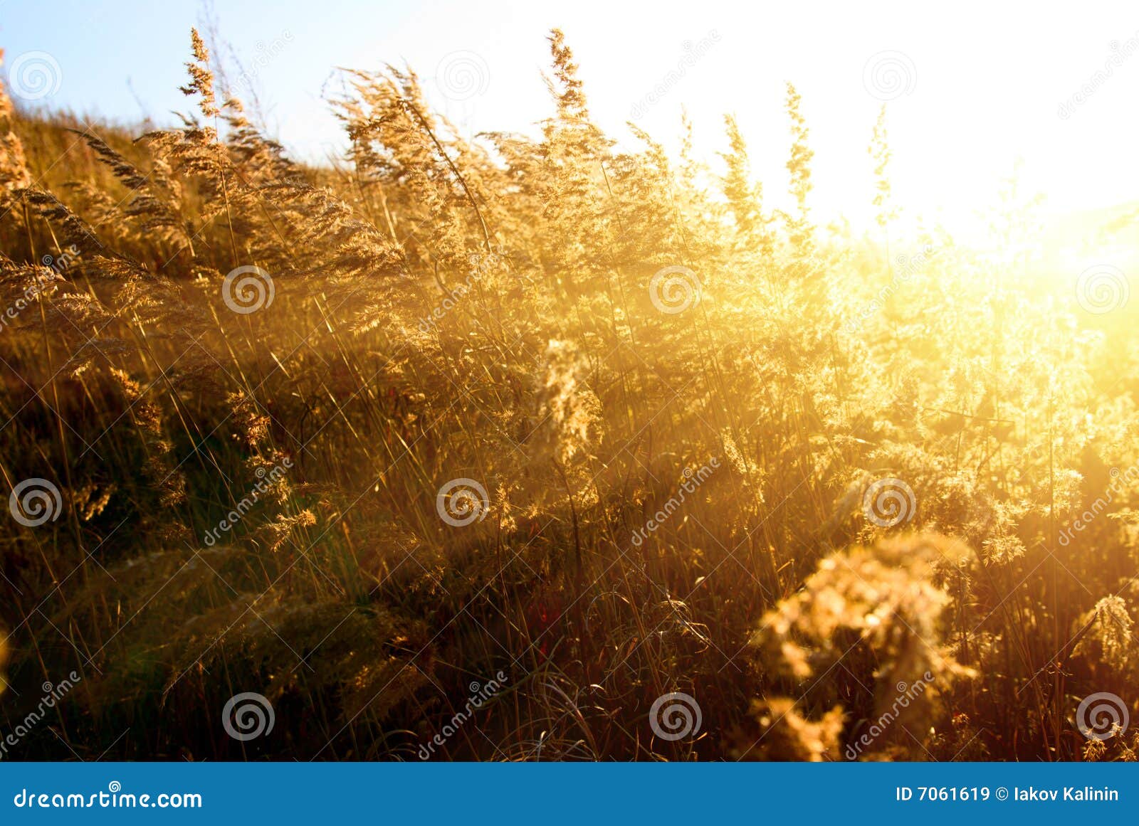 Yellow Grass Royalty-Free Stock Photo | CartoonDealer.com #12747909