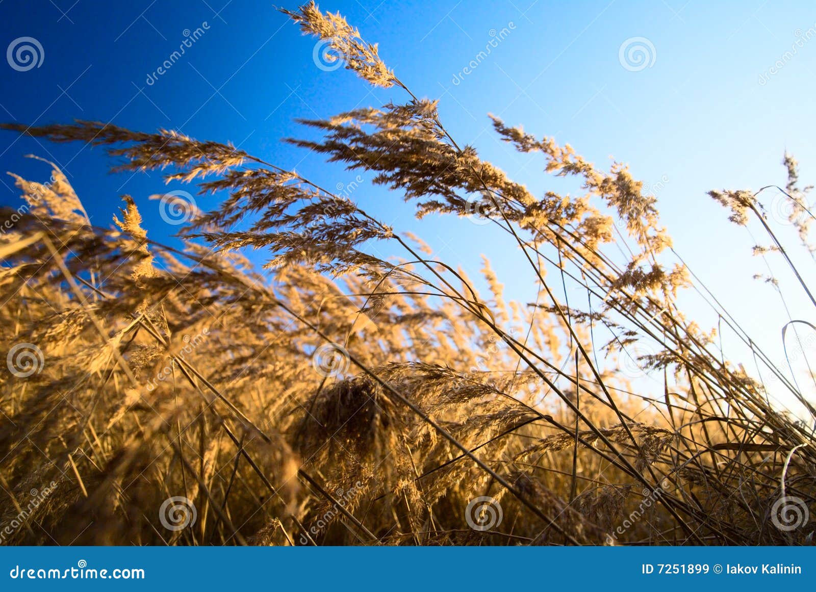 Autumn yellow grass stock image. Image of grass, countryside - 7251899