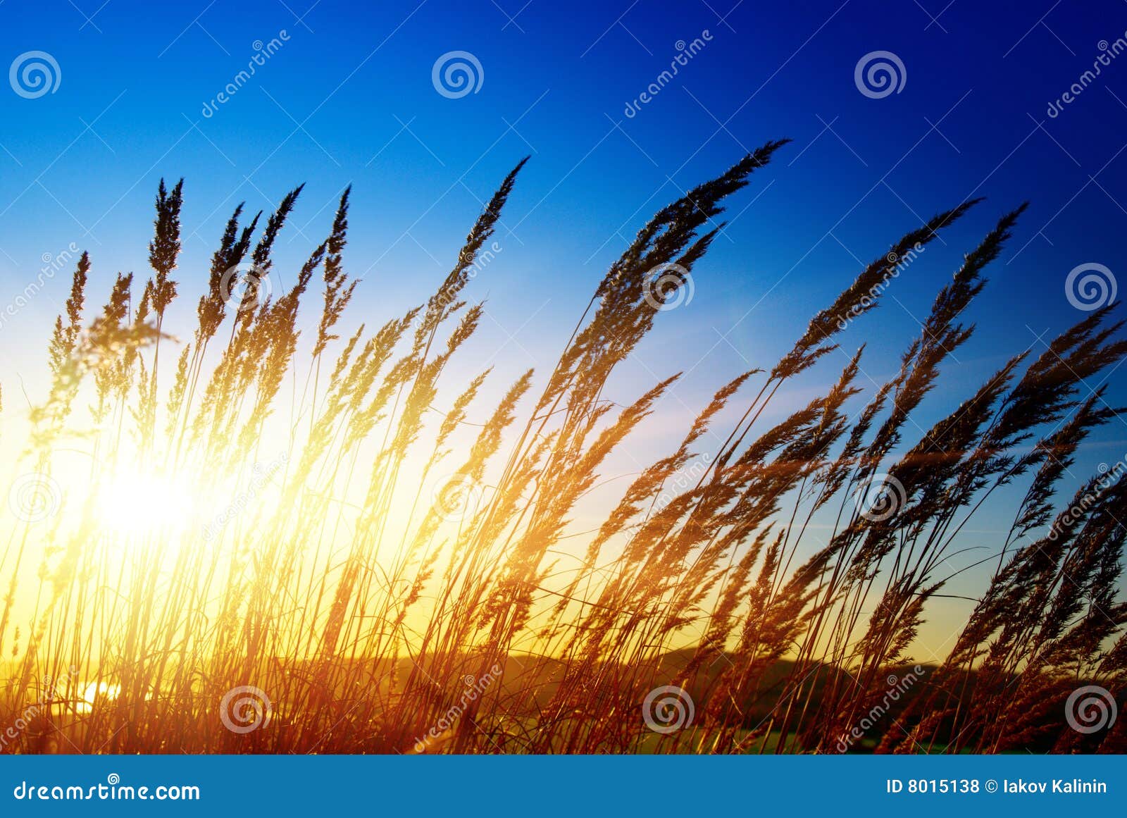 Autumn yellow grass stock photo. Image of sunny, natural - 8015138
