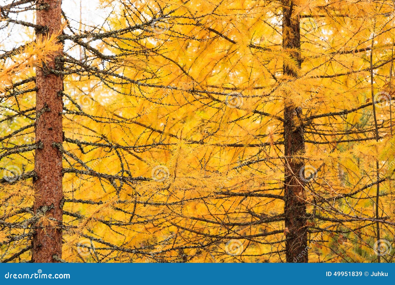Autumn yellow larch tree stock image. Image of detail - 49951839