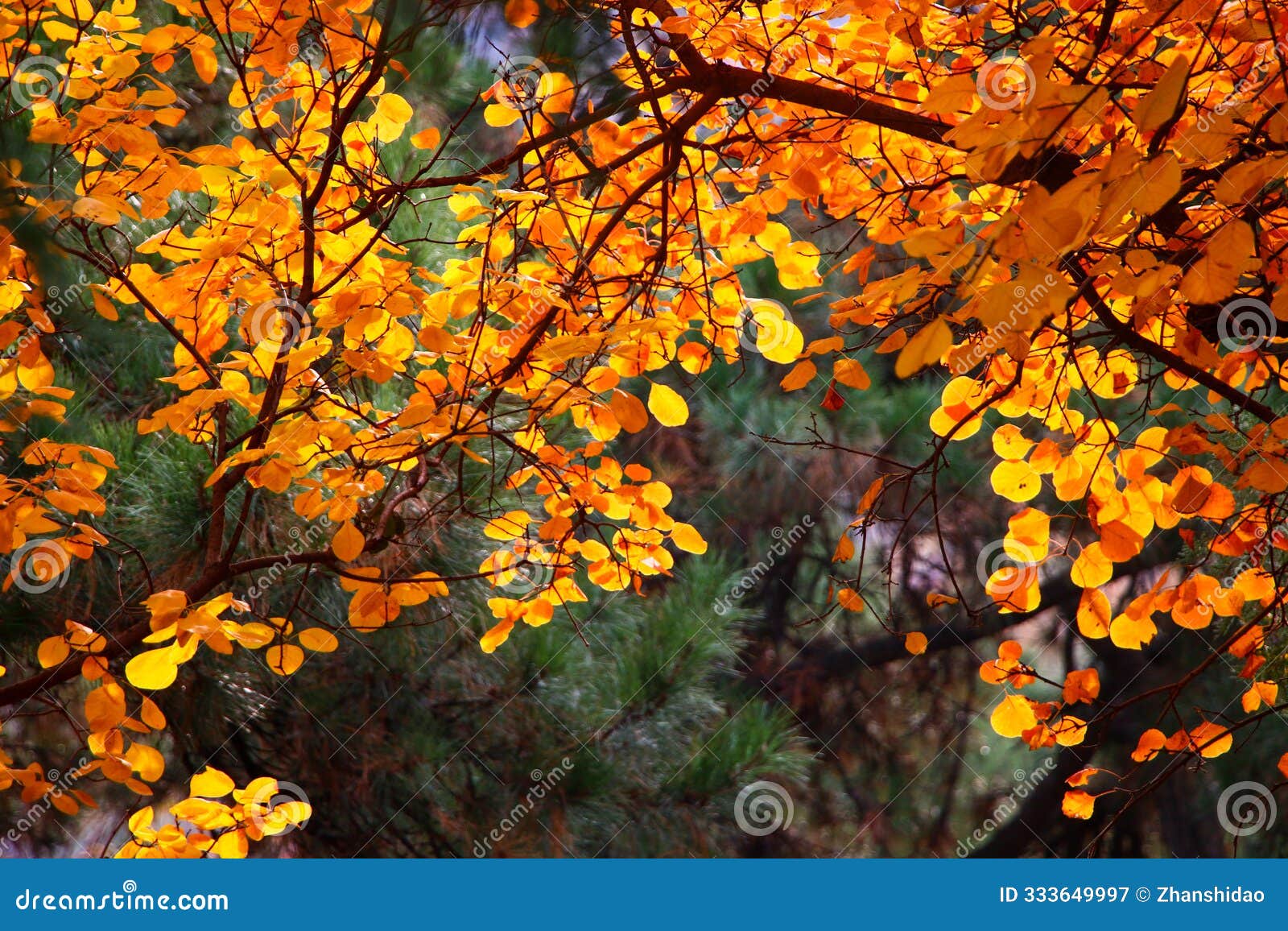 Autumn Yellow Leaf Background Under Light?one Falling Leaf is ...
