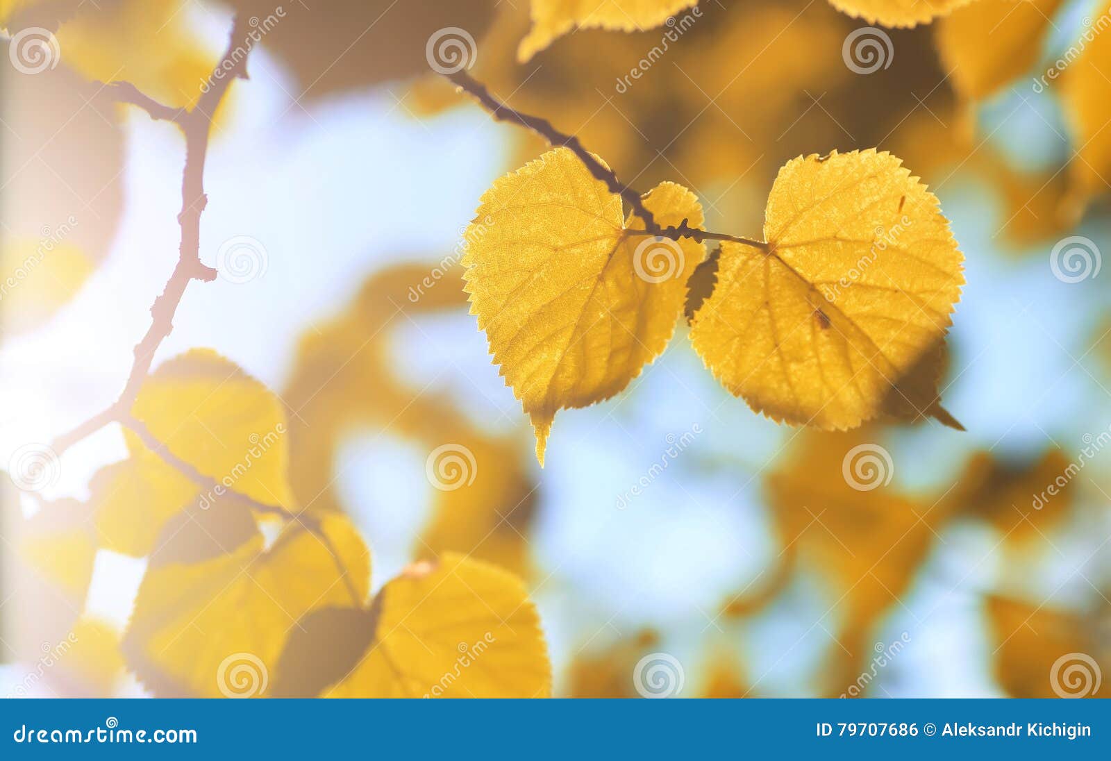 Autumn Yellow Leaf Backlight Stock Photo - Image of beauty, autumnal ...