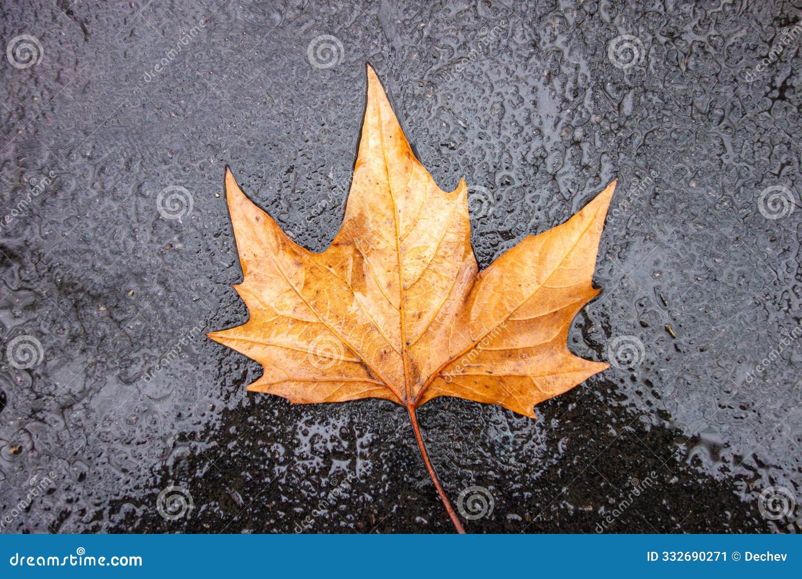 Autumn Yellow Leaf Fall on Wet Rainy Pavement Stock Image - Image of ...