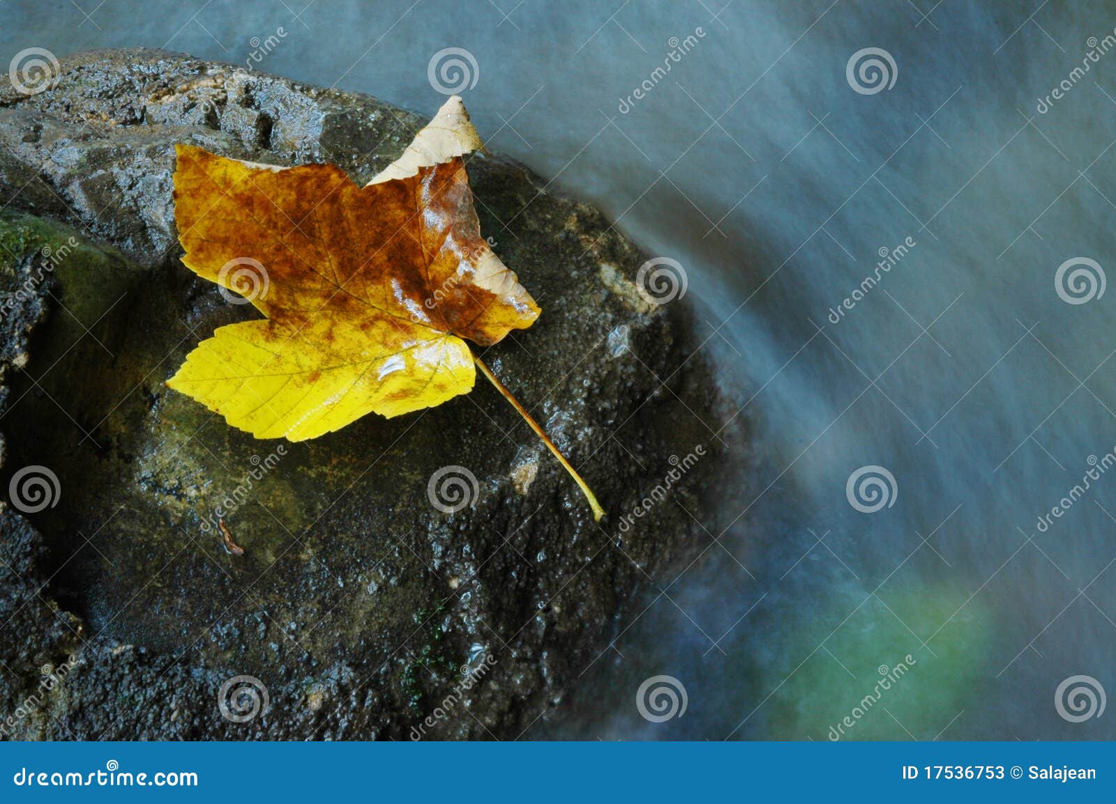 Autumn Yellow Leaf Near Water Stream Stock Image - Image of fall ...