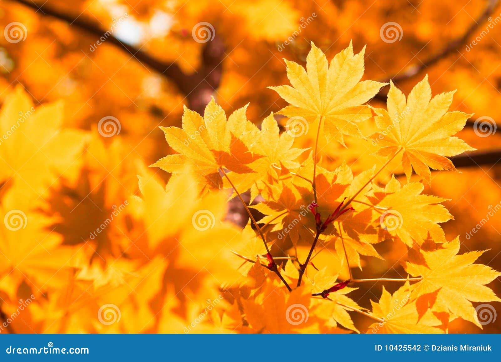 Autumn, yellow leaves stock photo. Image of sunlight - 10425542