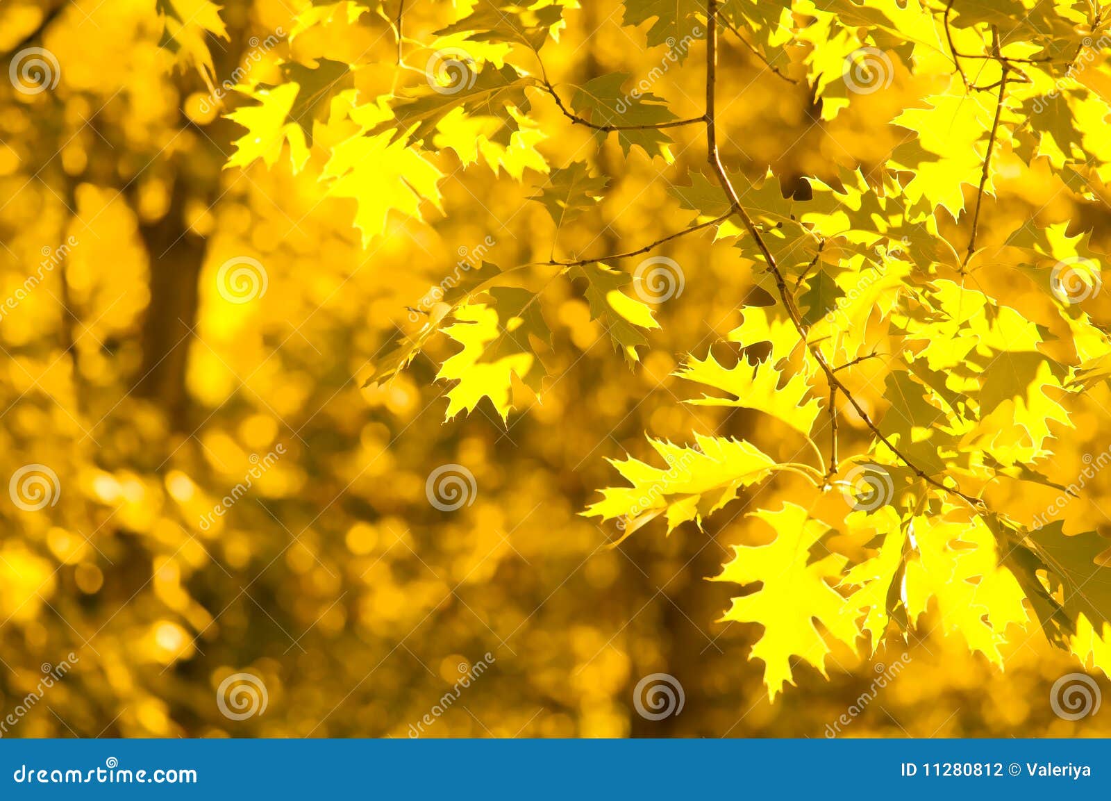 Autumn yellow leaves stock photo. Image of lush, light - 11280812