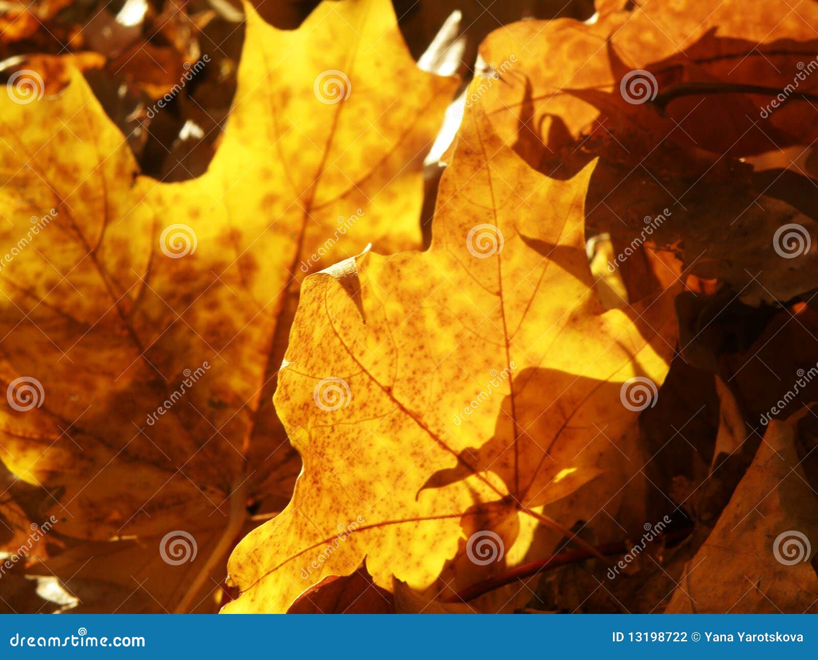 Autumn yellow leaves stock photo. Image of season, beauty - 13198722