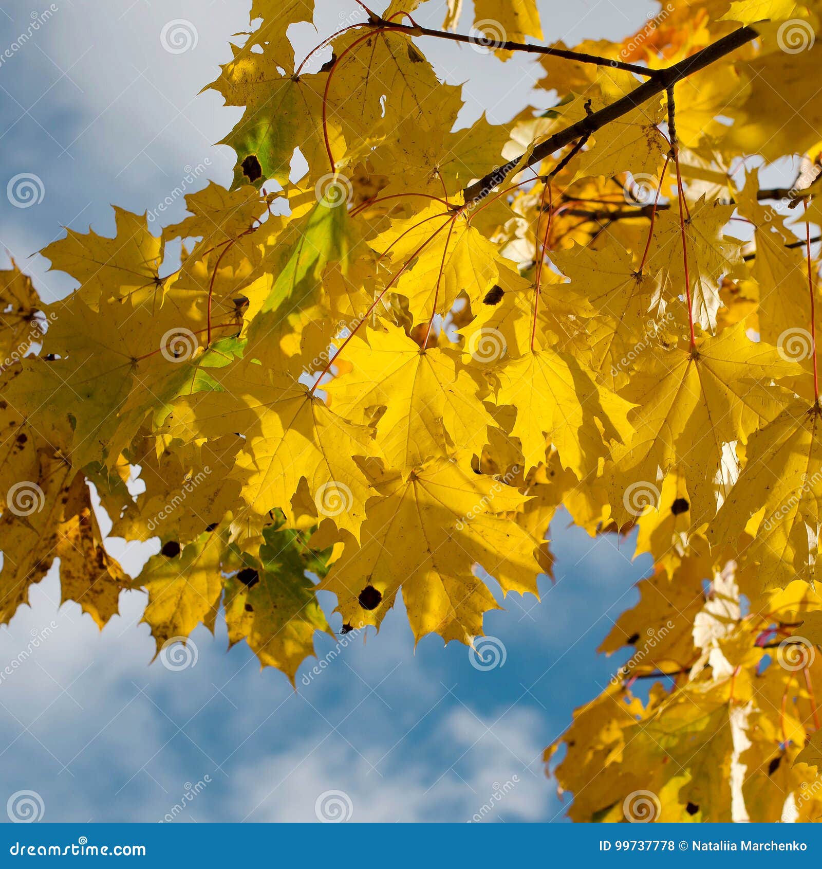 Autumn Yellow Leaves stock foto. Image of achtergrond - 99737778