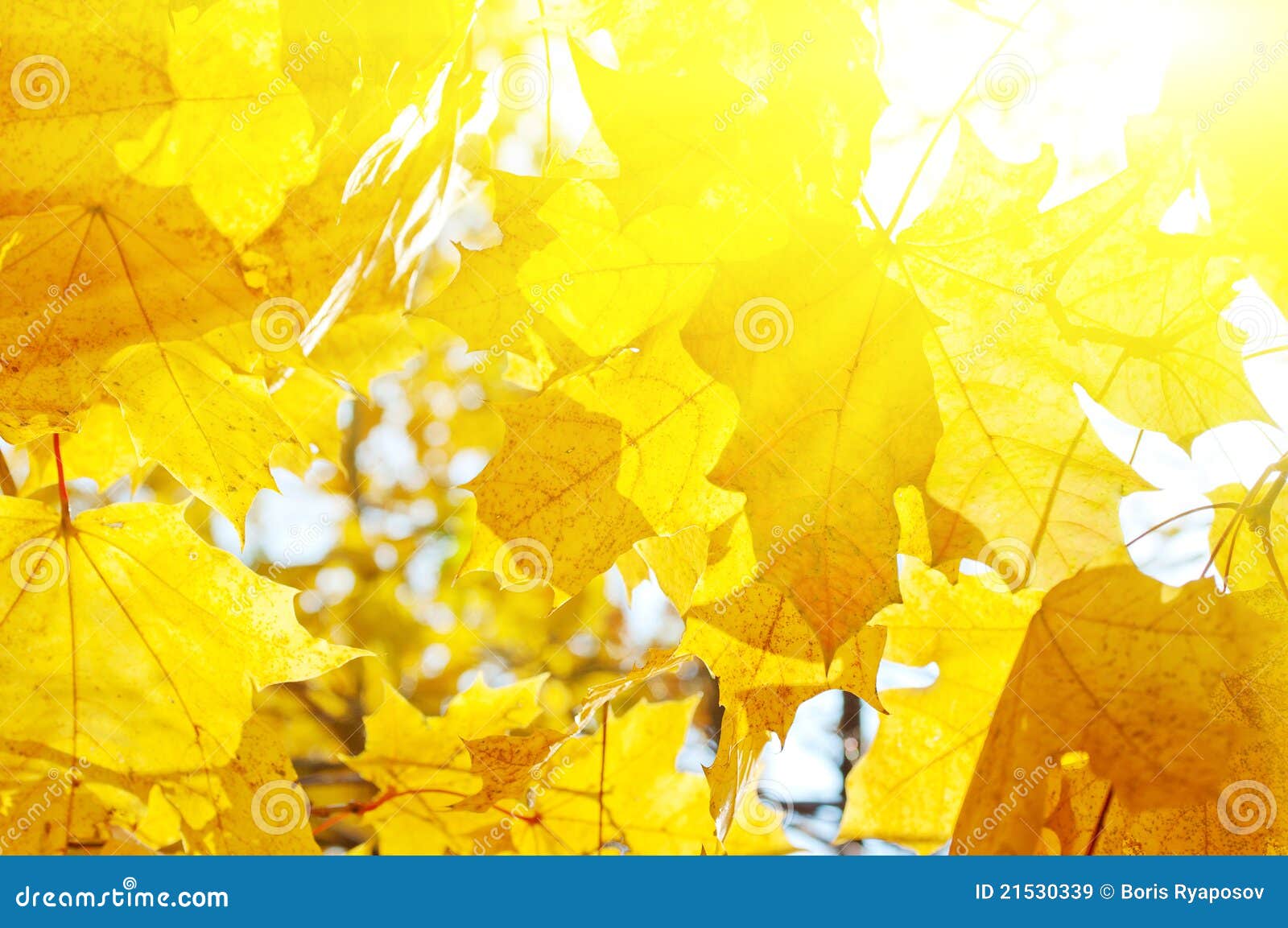 Autumn Yellow Leaves Background Stock Image - Image of foliage, forest ...