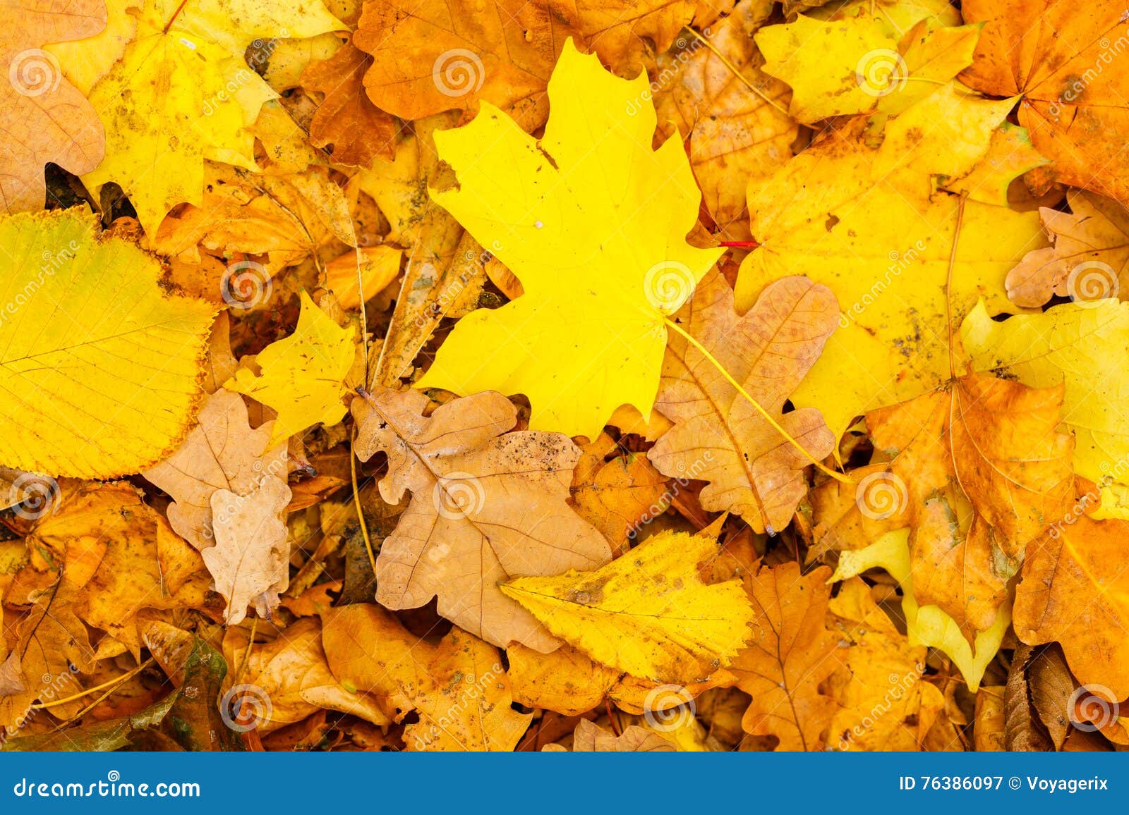 Autumn. Yellow Leaves Fall Background. Stock Image - Image of color ...