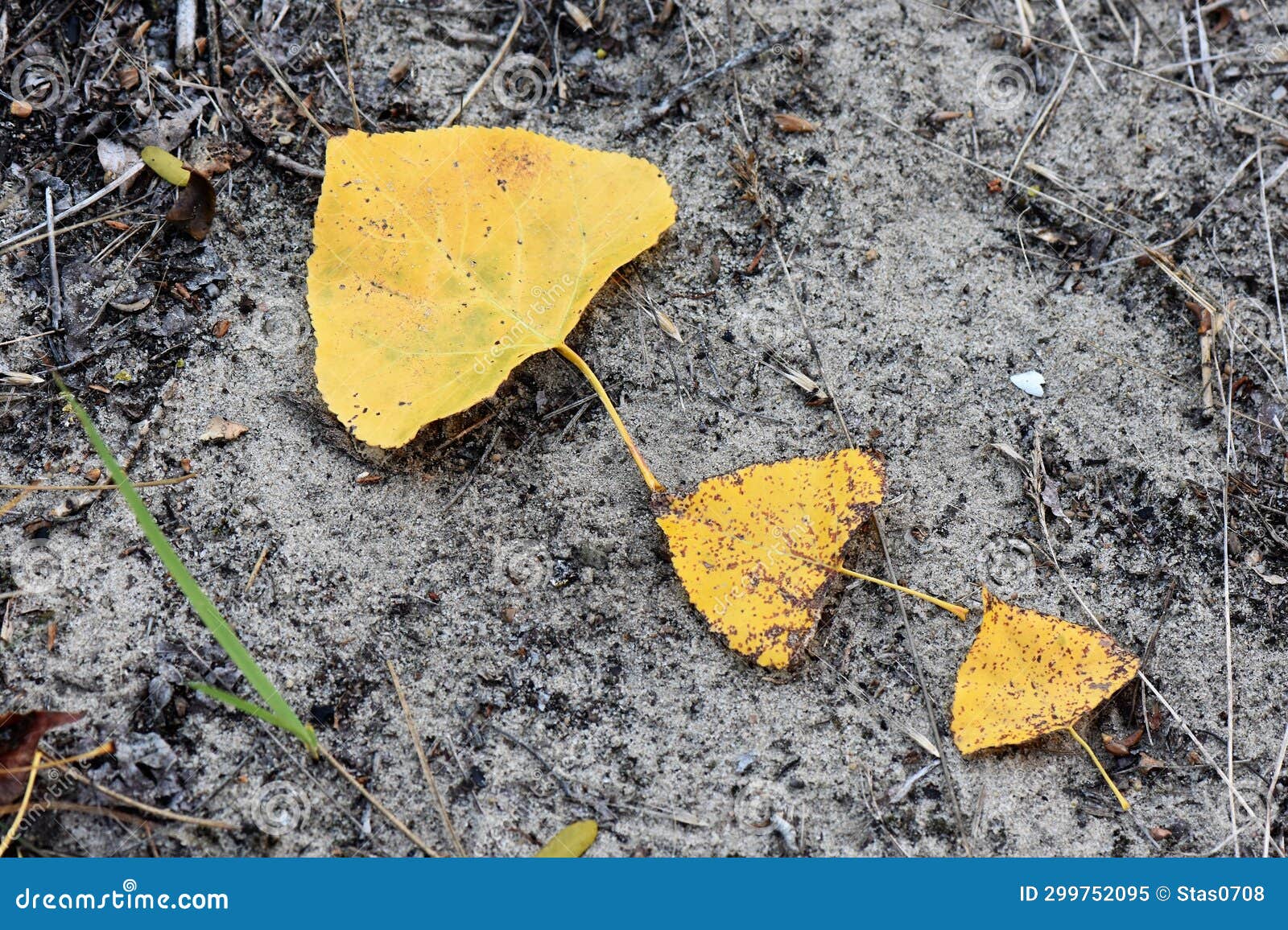 Autumn Yellow Leaves on the Sand in Pine Tree Forest Stock Image ...