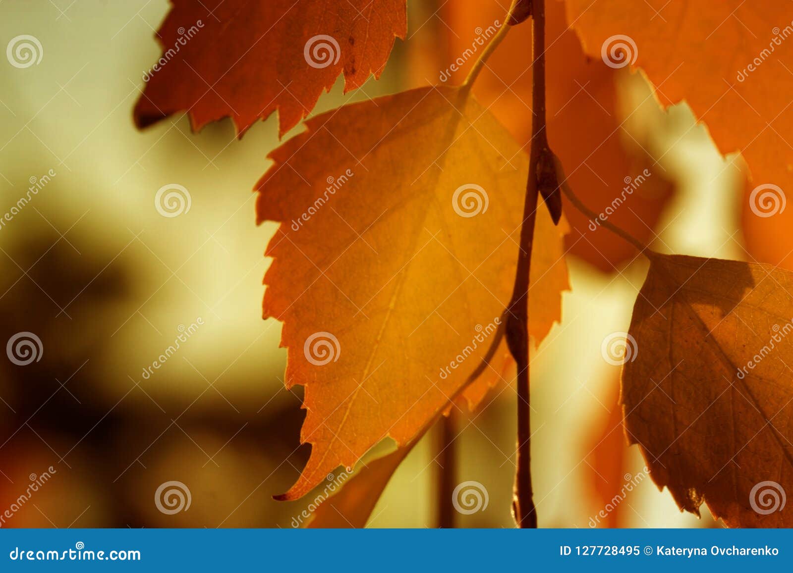 Sharp Yellow Leaves on Branch Highlighted by Sun Stock Image - Image of ...