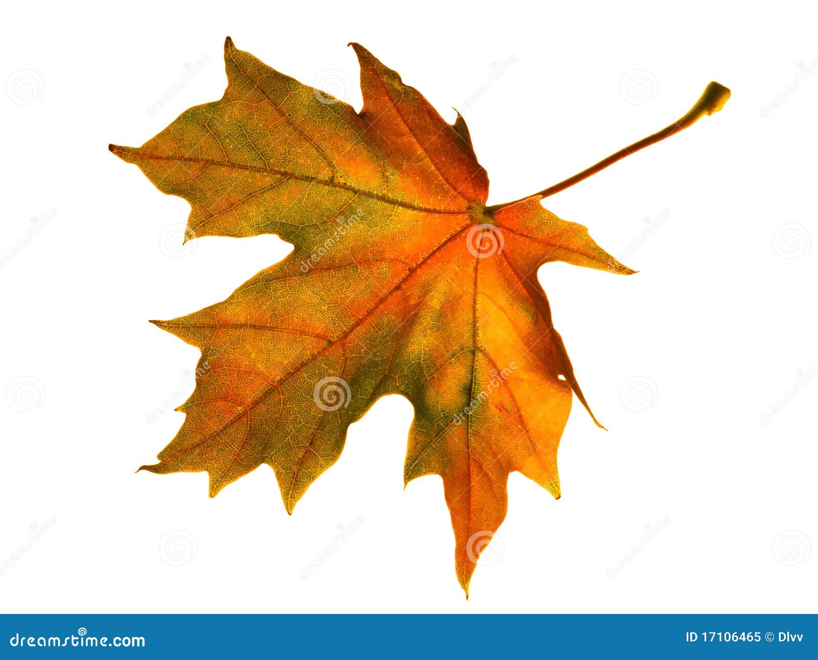 Autumn. Yellow Leaves. Texture. Royalty-Free Stock Photography ...