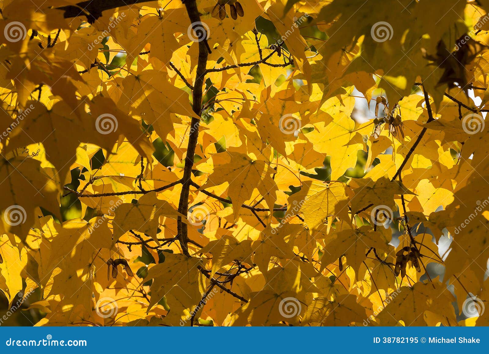 Autumn Yellow Maple Leaves Background Stock Image - Image of fall, warm ...