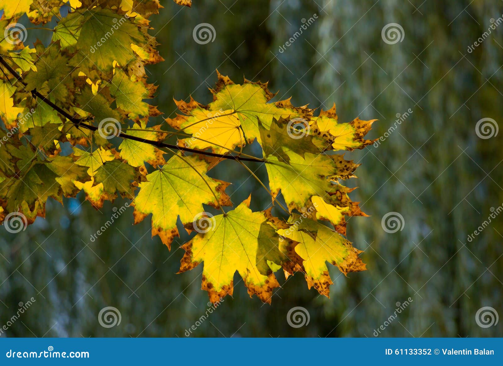 Autumn Yellow Maple Tree stock photo. Image of morning - 61133352