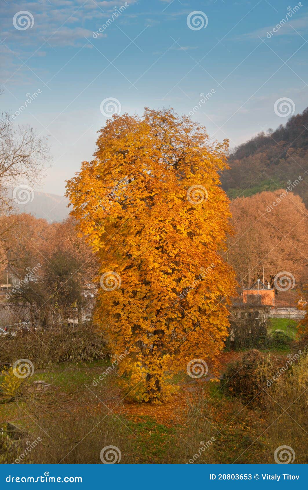 Autumn yellow tree stock image. Image of green, country - 20803653
