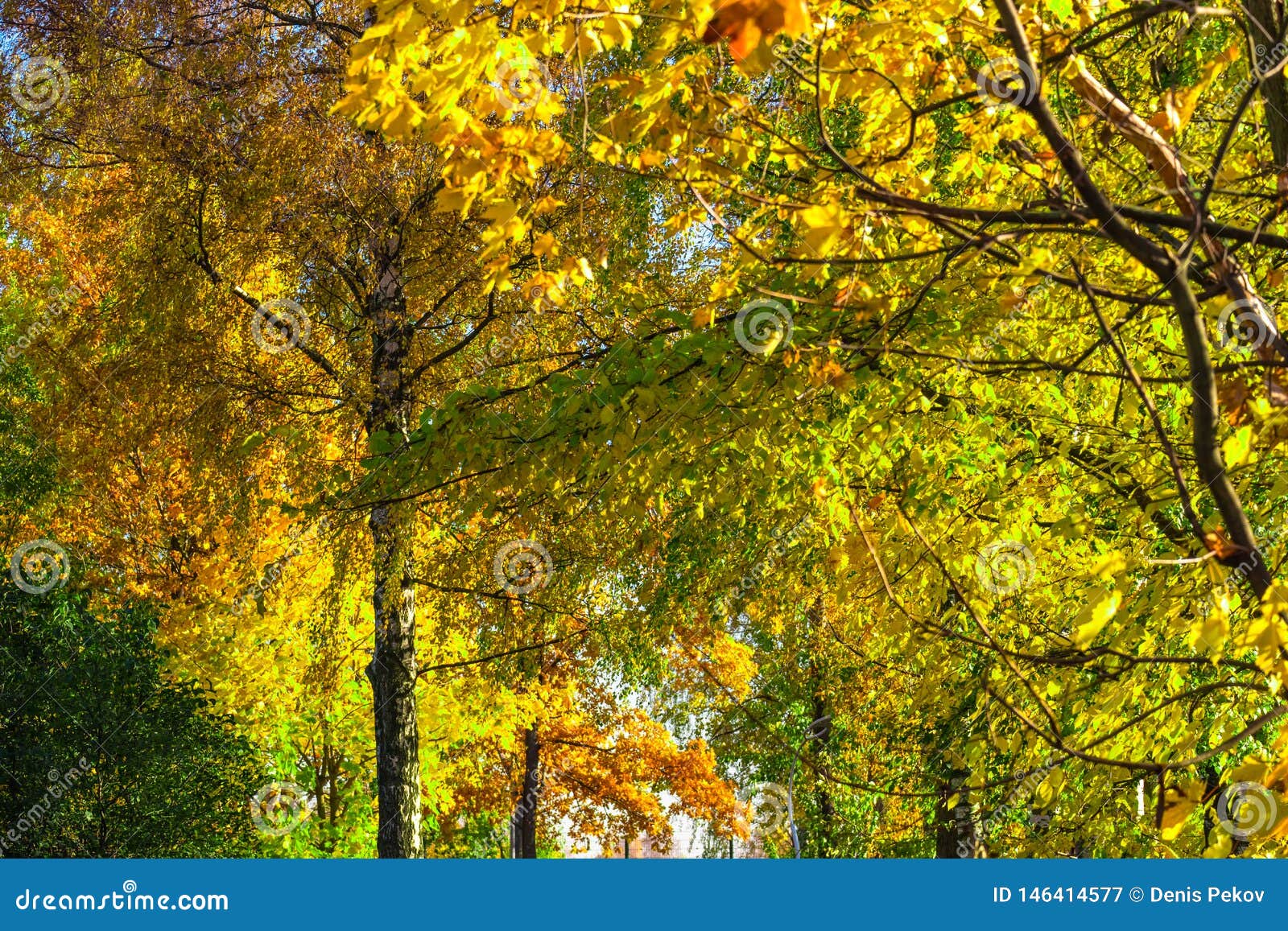 Autumn yellow trees stock image. Image of color, foliage - 146414577