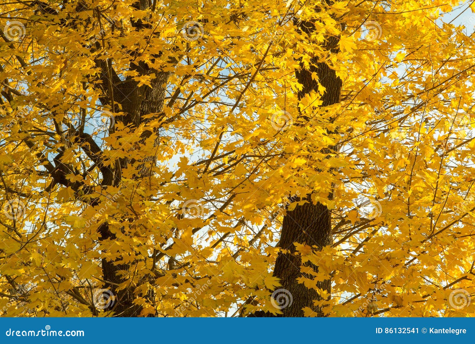 Autumn Yellow Trees and Blue Sky Stock Image - Image of pattern, scene ...