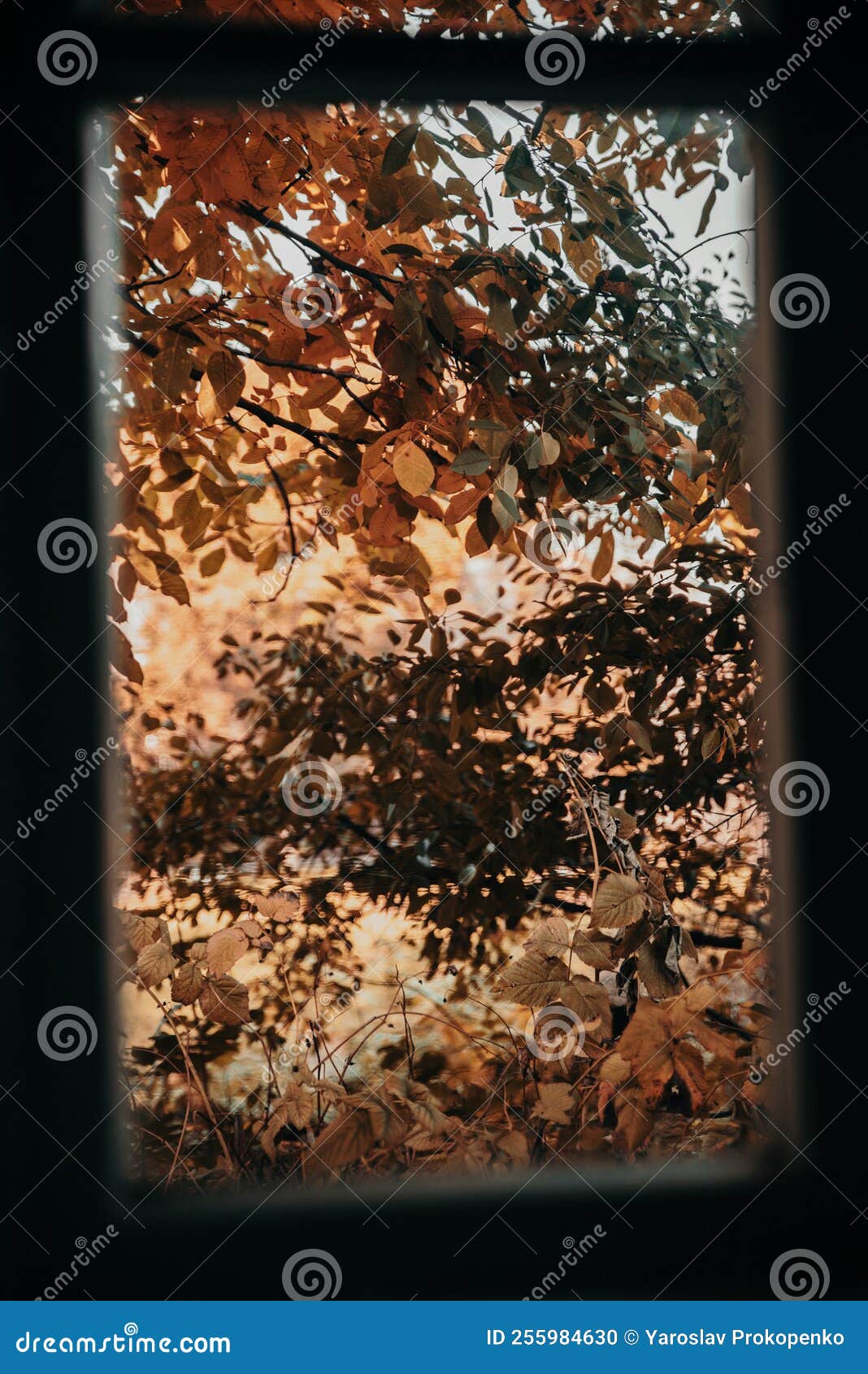 Autumn Yellow Trees, Leaves Outside the Window Stock Photo - Image of ...