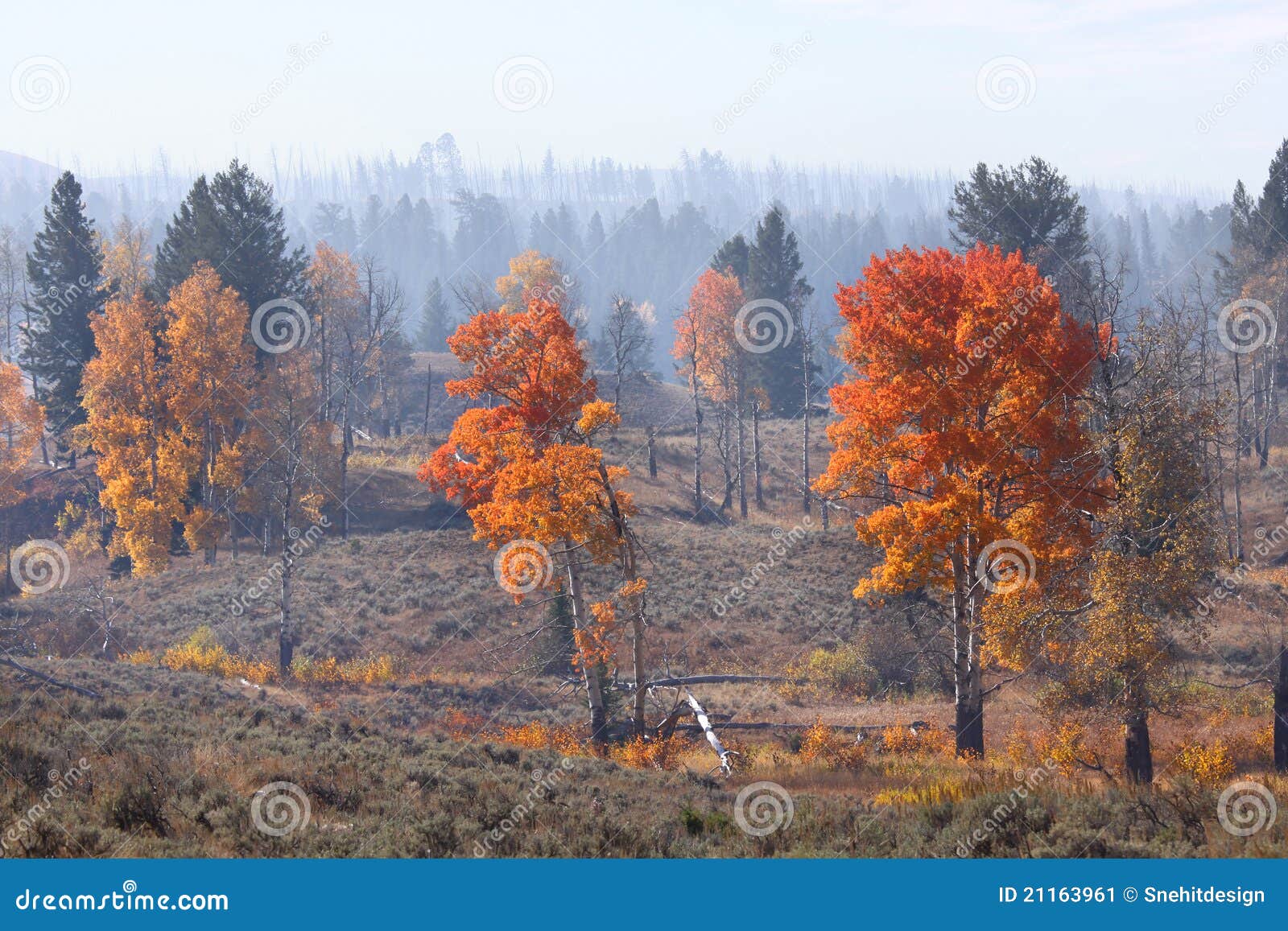 Autumn in Yellowstone stock image. Image of calm, environment - 21163961