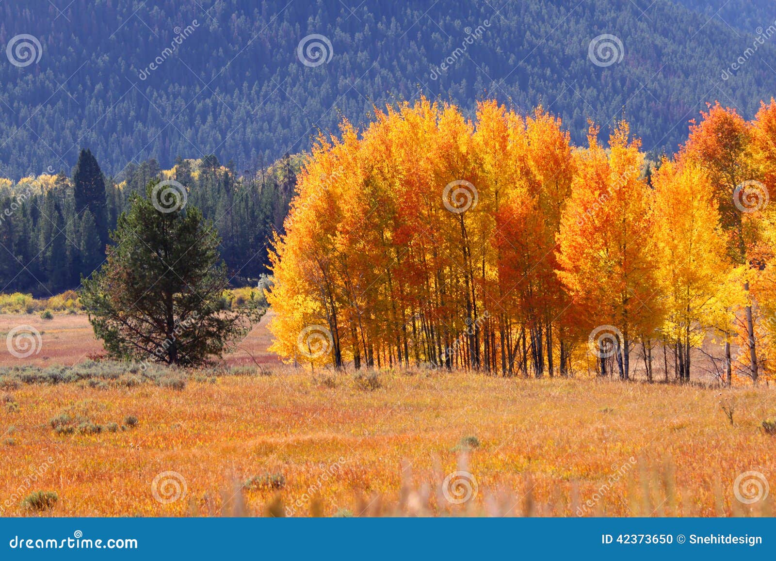 Autumn in Yellowstone stock photo. Image of panorama - 42373650