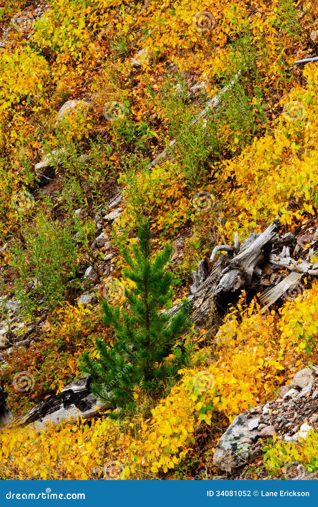 Autumn in Yellowstone National Park Stock Photo - Image of golden ...