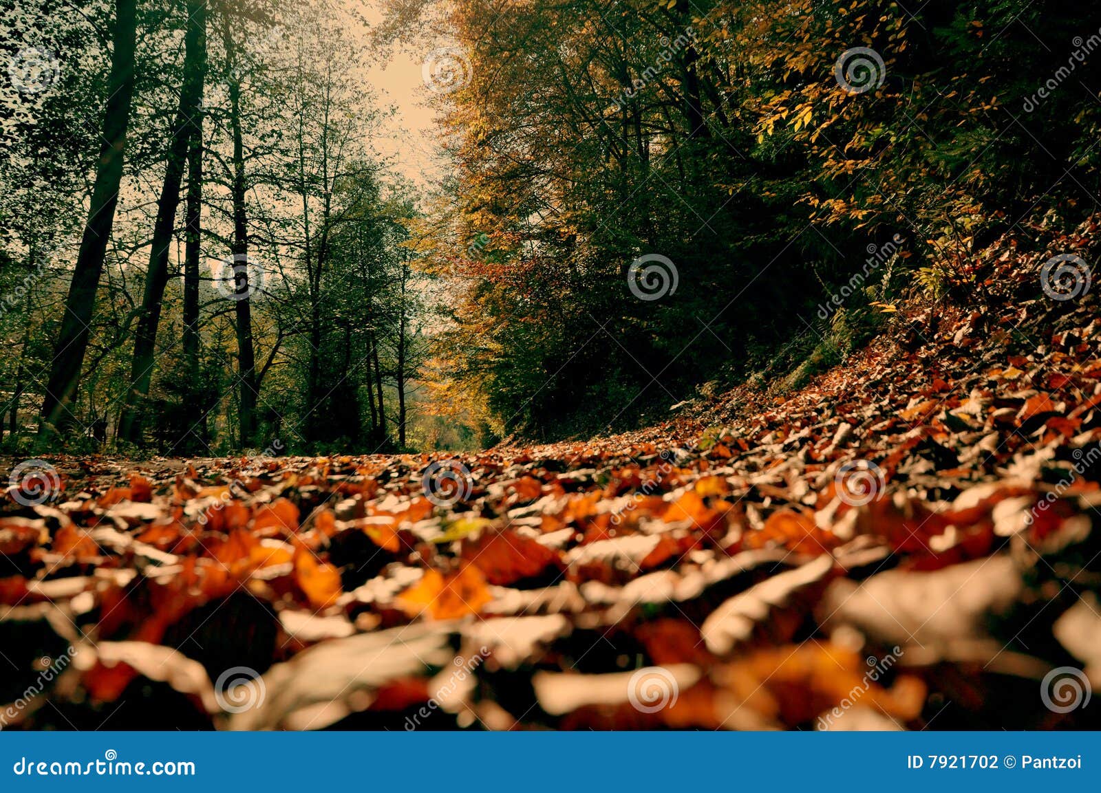Autumn3 foto de archivo. Imagen de pino, verde, planta - 7921702
