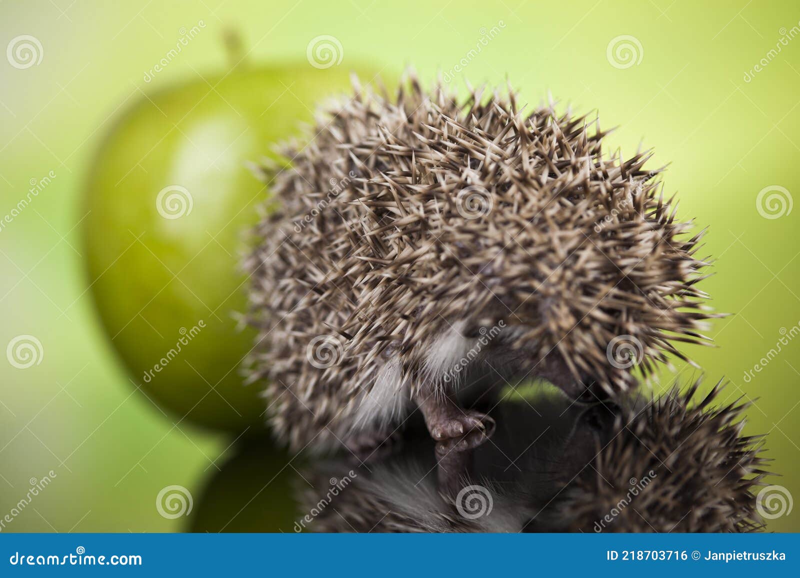 Autumnal Animal, Hedgehog with Apple Stock Photo - Image of quill, baby ...